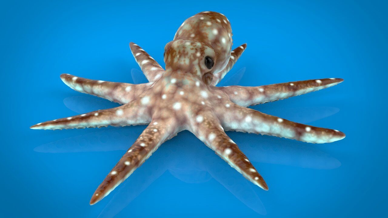 Octopus - 3D Model by alenfsl