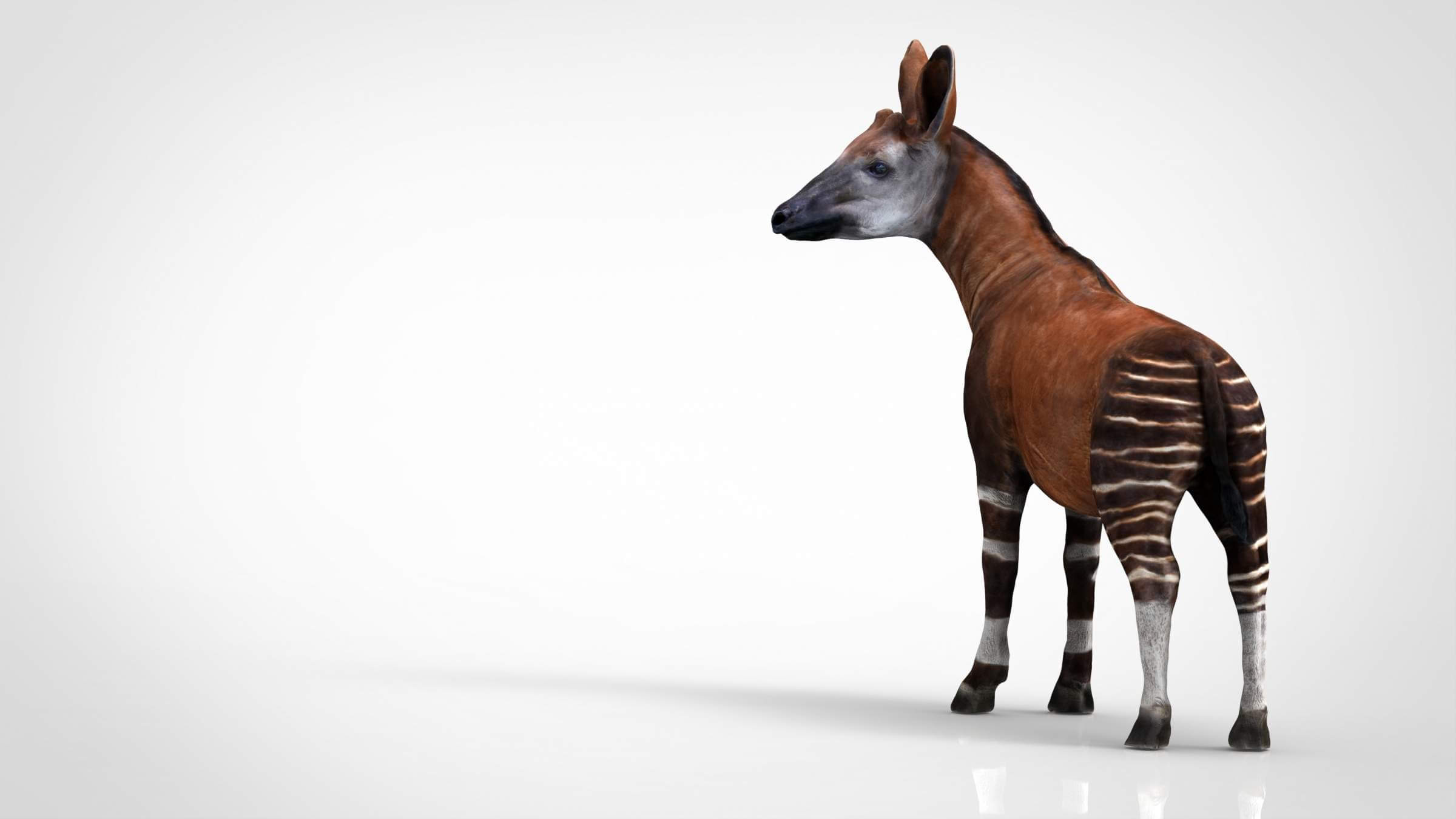 Okapi - 3D Model by alenfsl