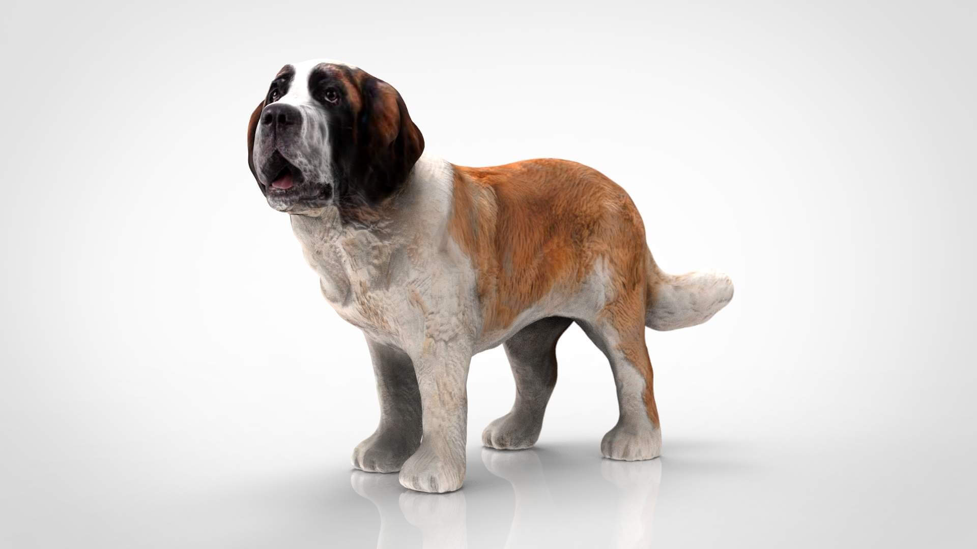 Saint Bernard - 3D Model by alenfsl