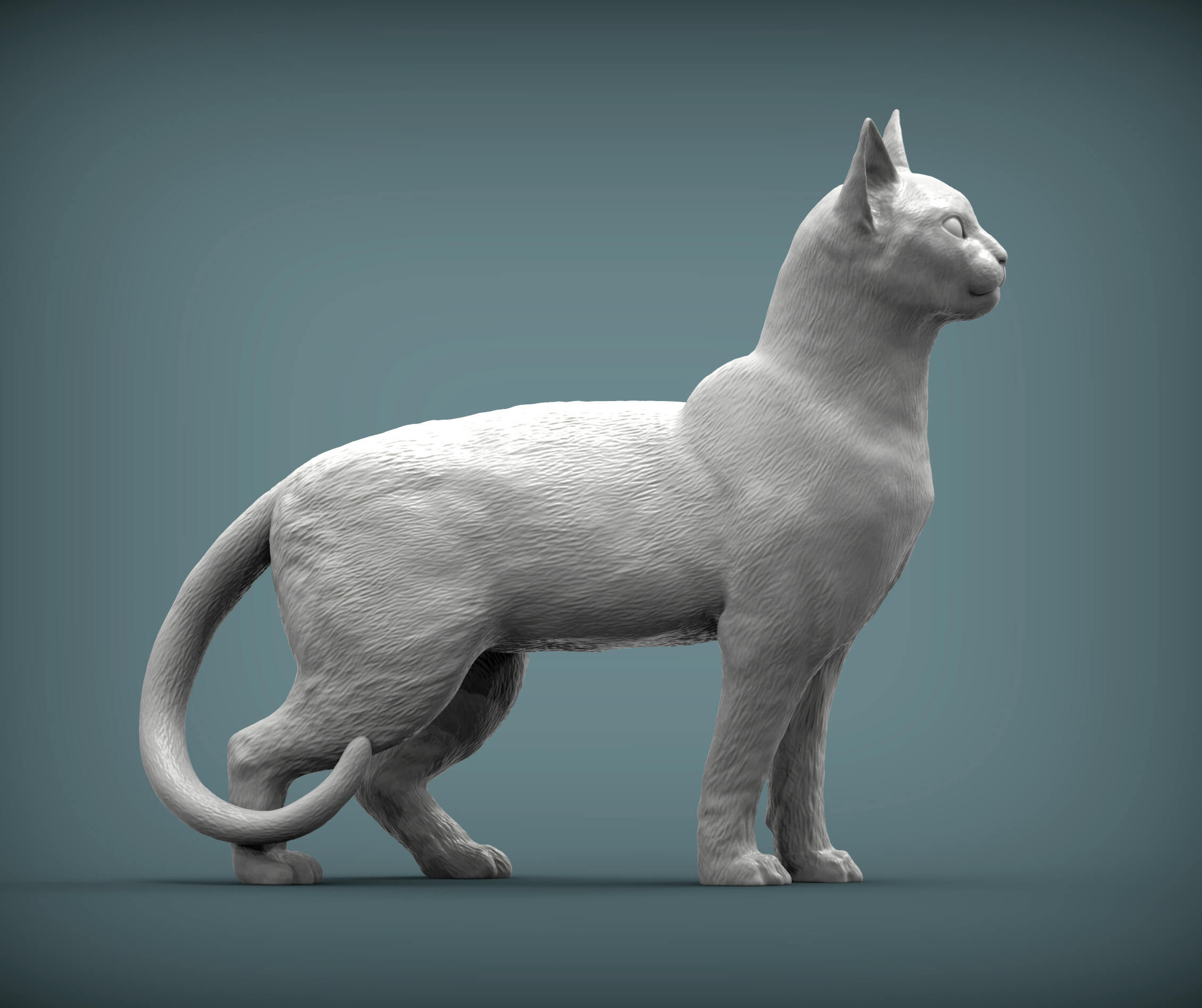 Cat Anatomy 3D Model At Madison Service Blog Cat Anatomy 3D Model At Madison Service Blog