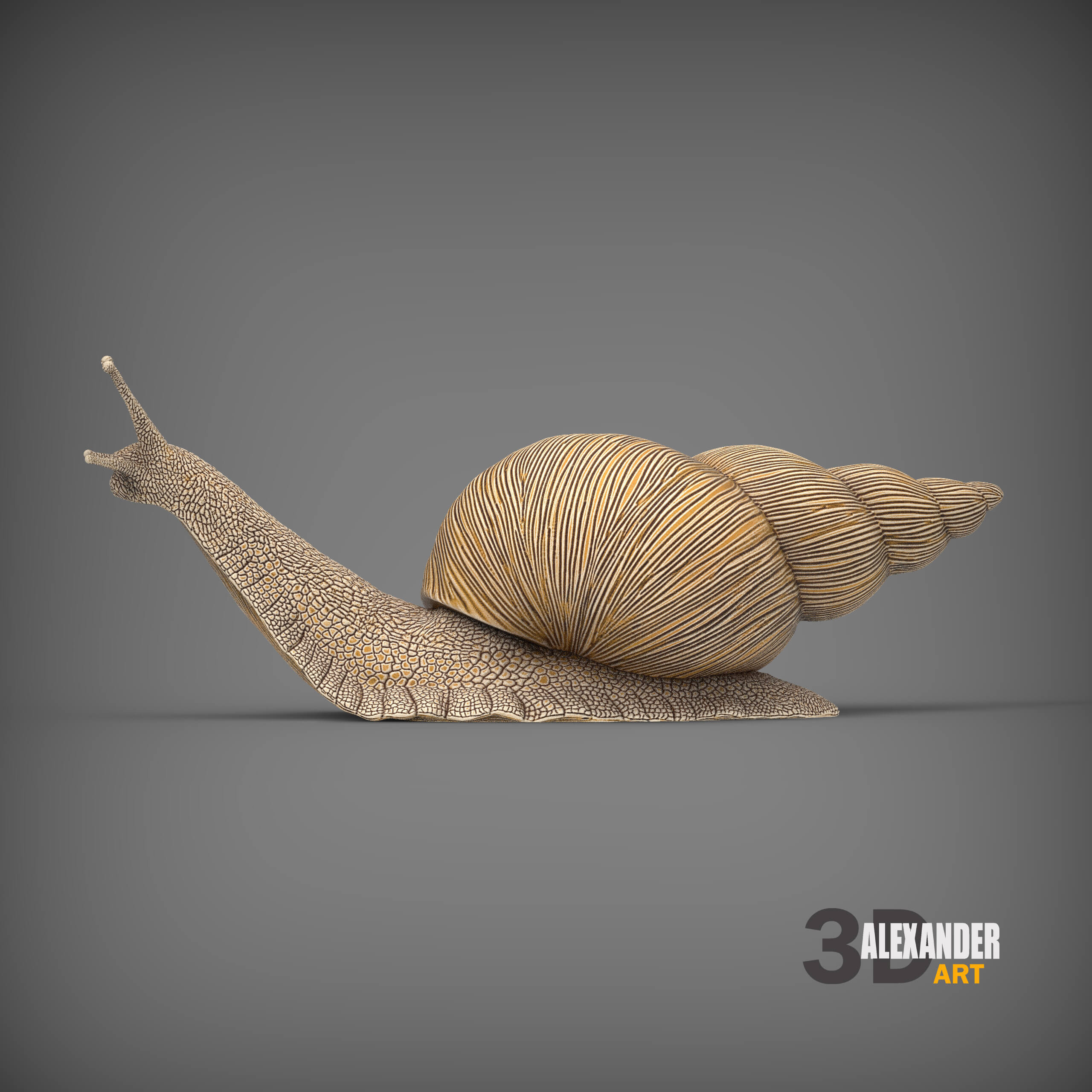 Achatina Snail - 3D Model by Alexander3dart