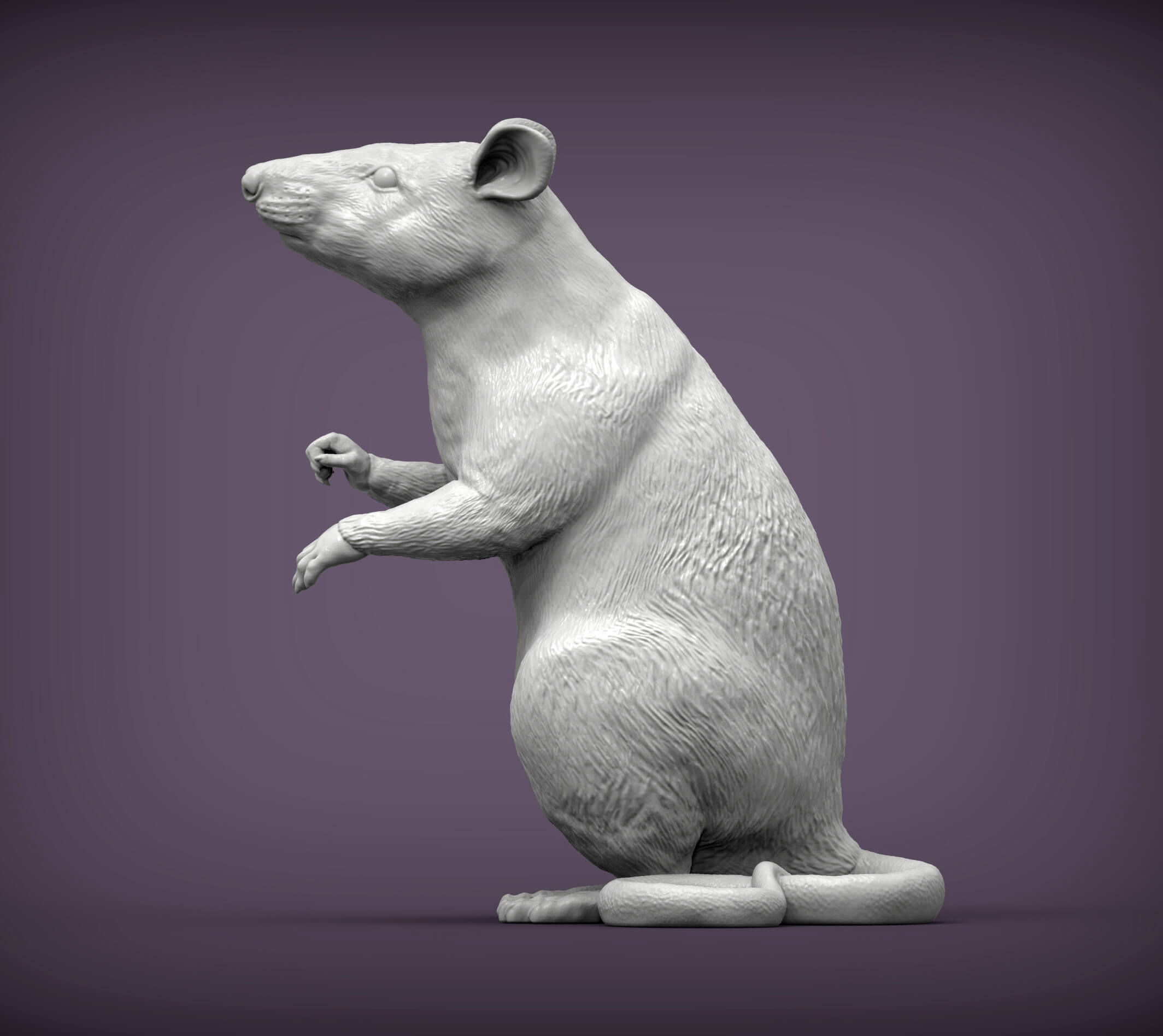 African Giant Pouched Rat 3D Print Model by Alexander3dart