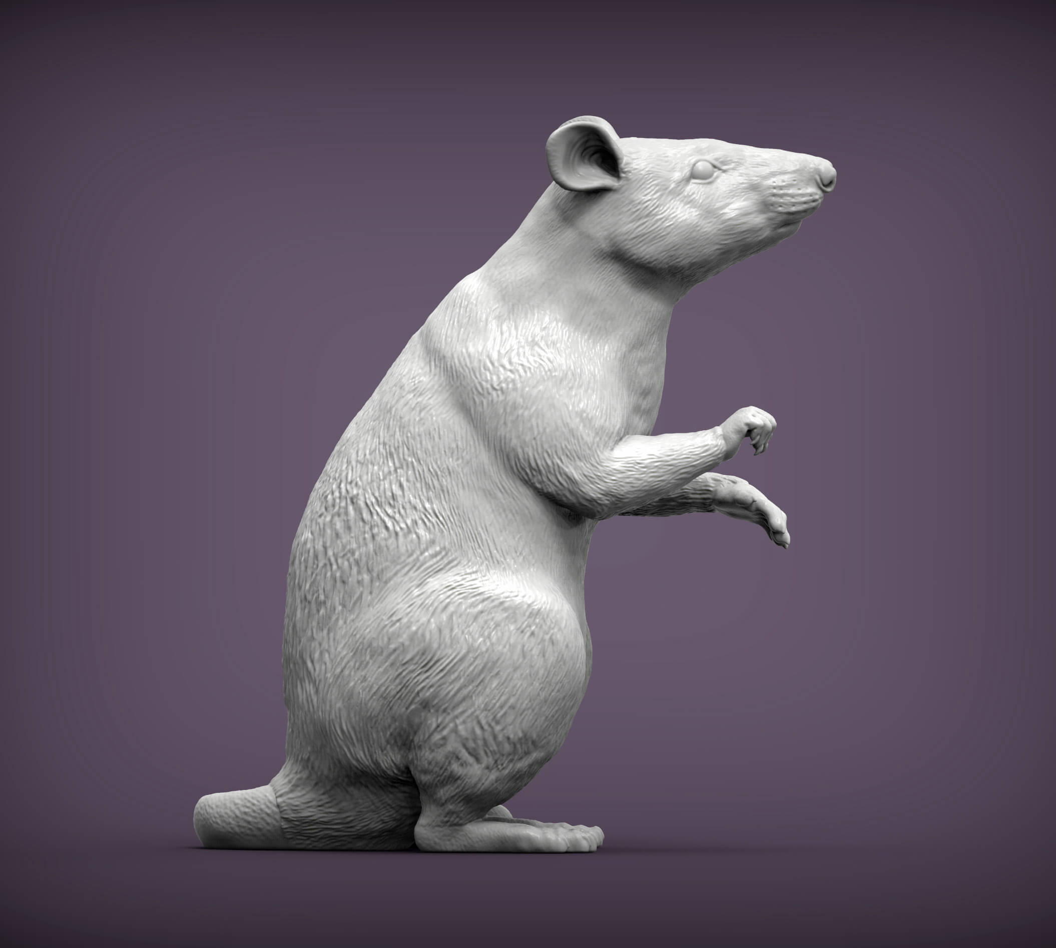African Giant Pouched Rat 3D Print Model by Alexander3dart