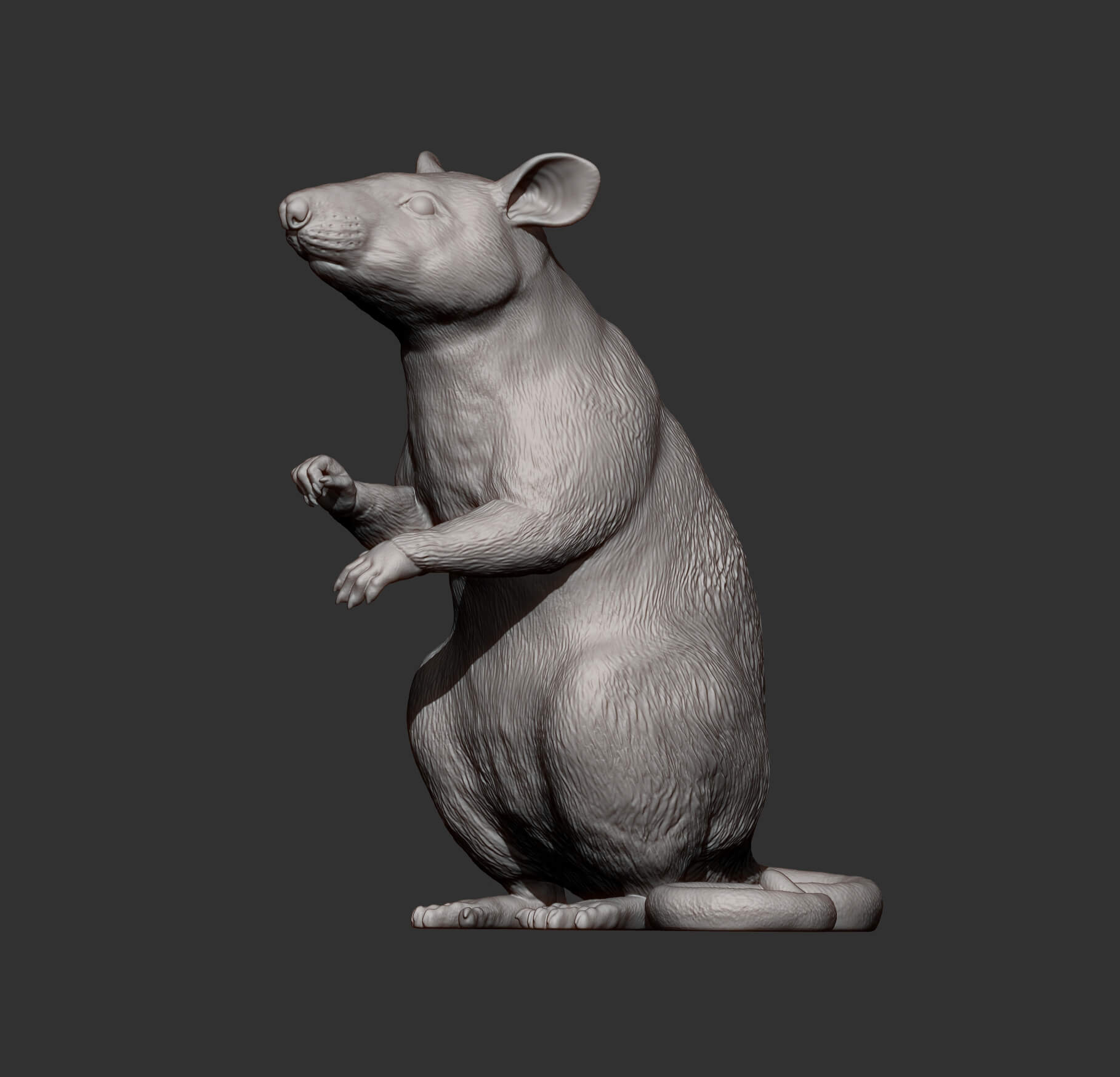 African Giant Pouched Rat 3D Print Model by Alexander3dart