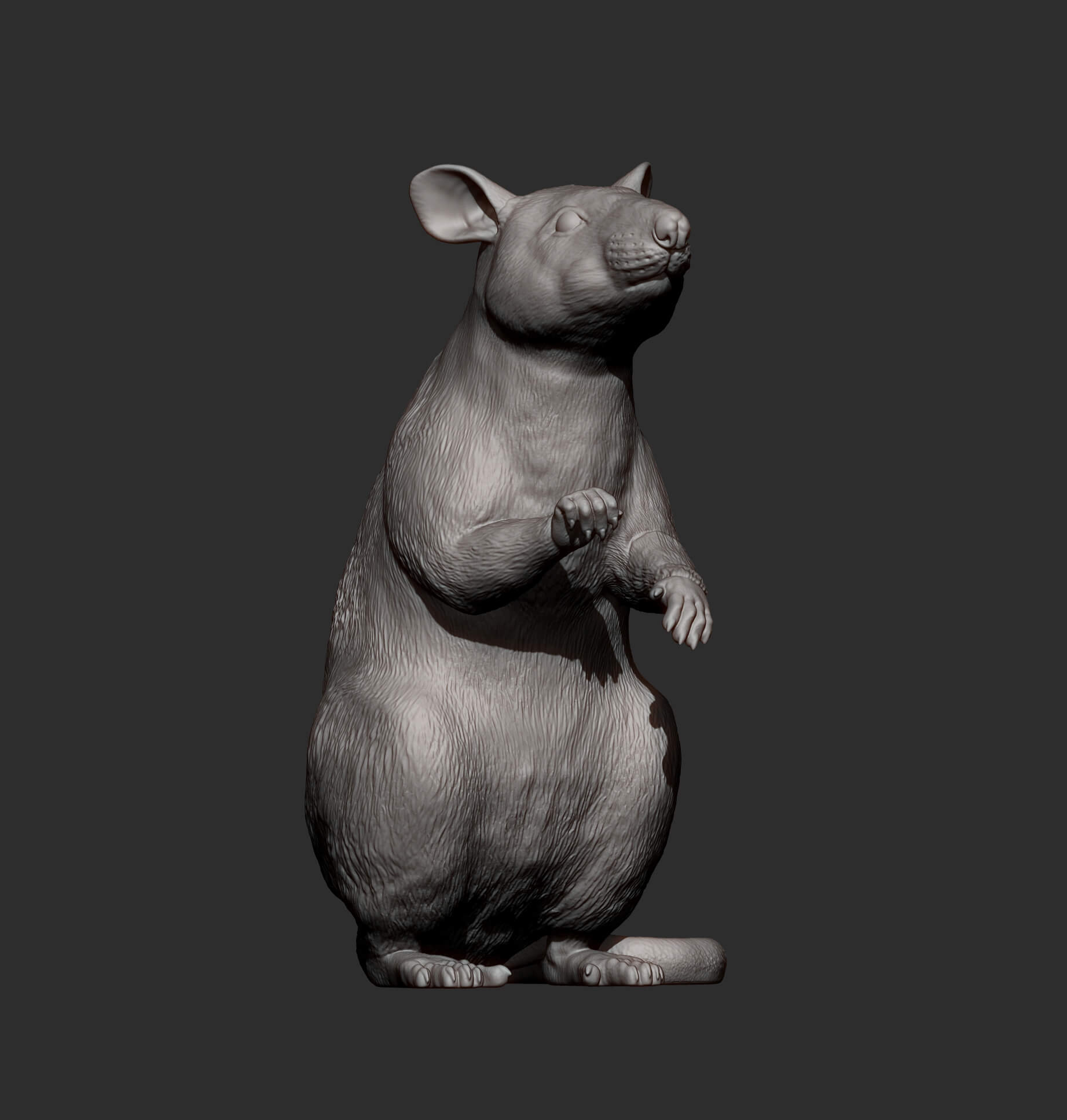 African Giant Pouched Rat 3D Print Model by Alexander3dart