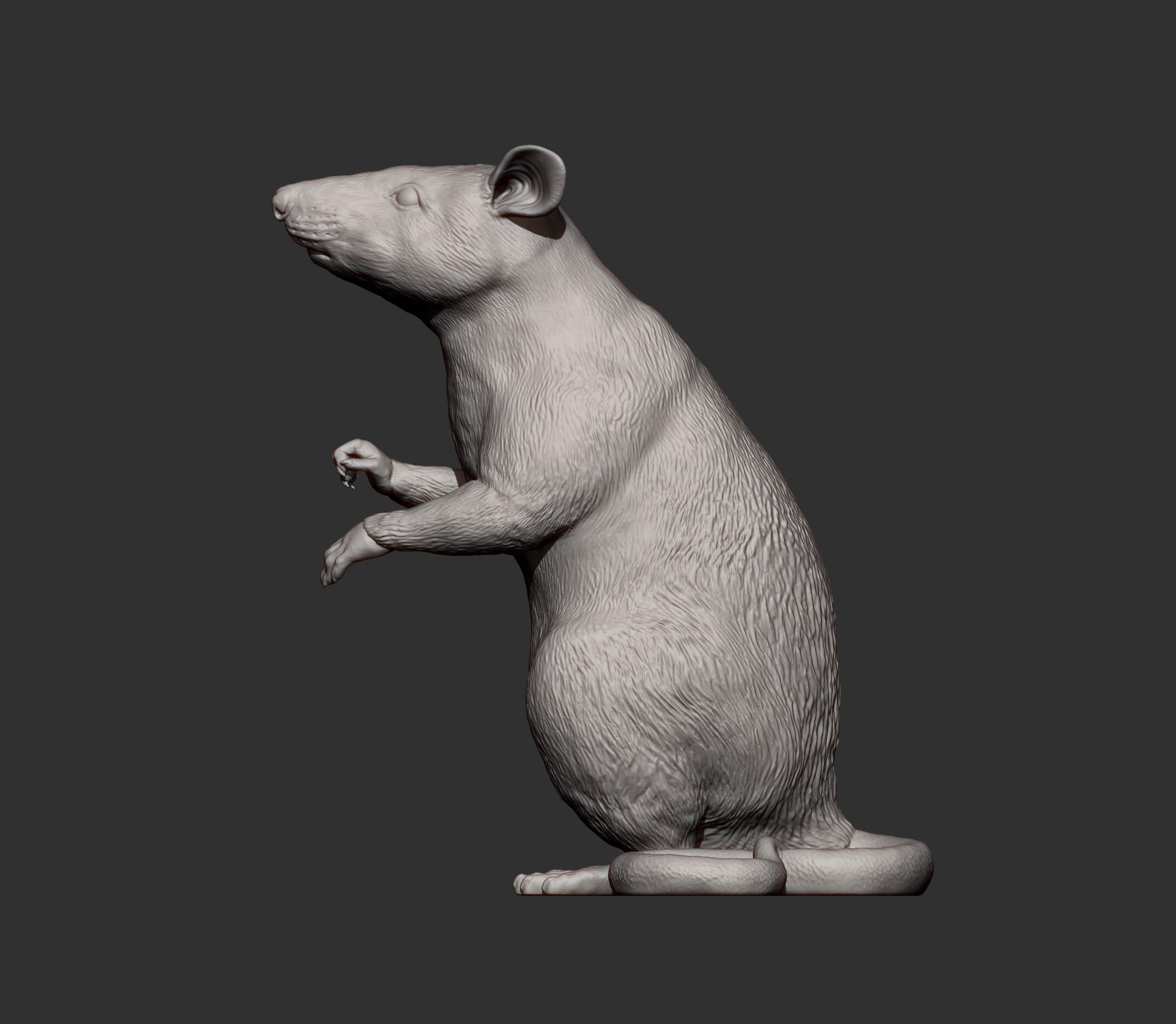 African Giant Pouched Rat 3D Print Model by Alexander3dart