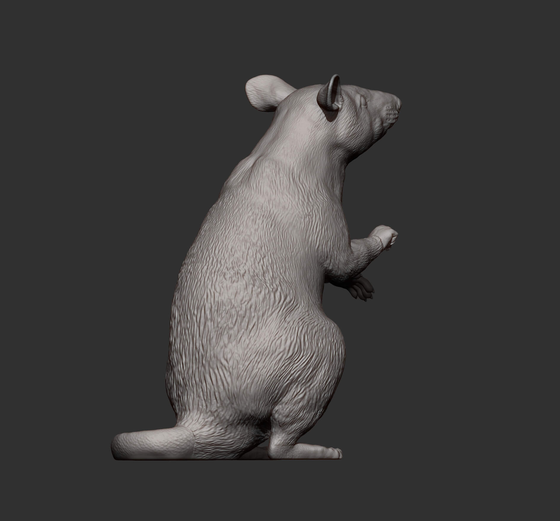 African Giant Pouched Rat 3D Print Model by Alexander3dart