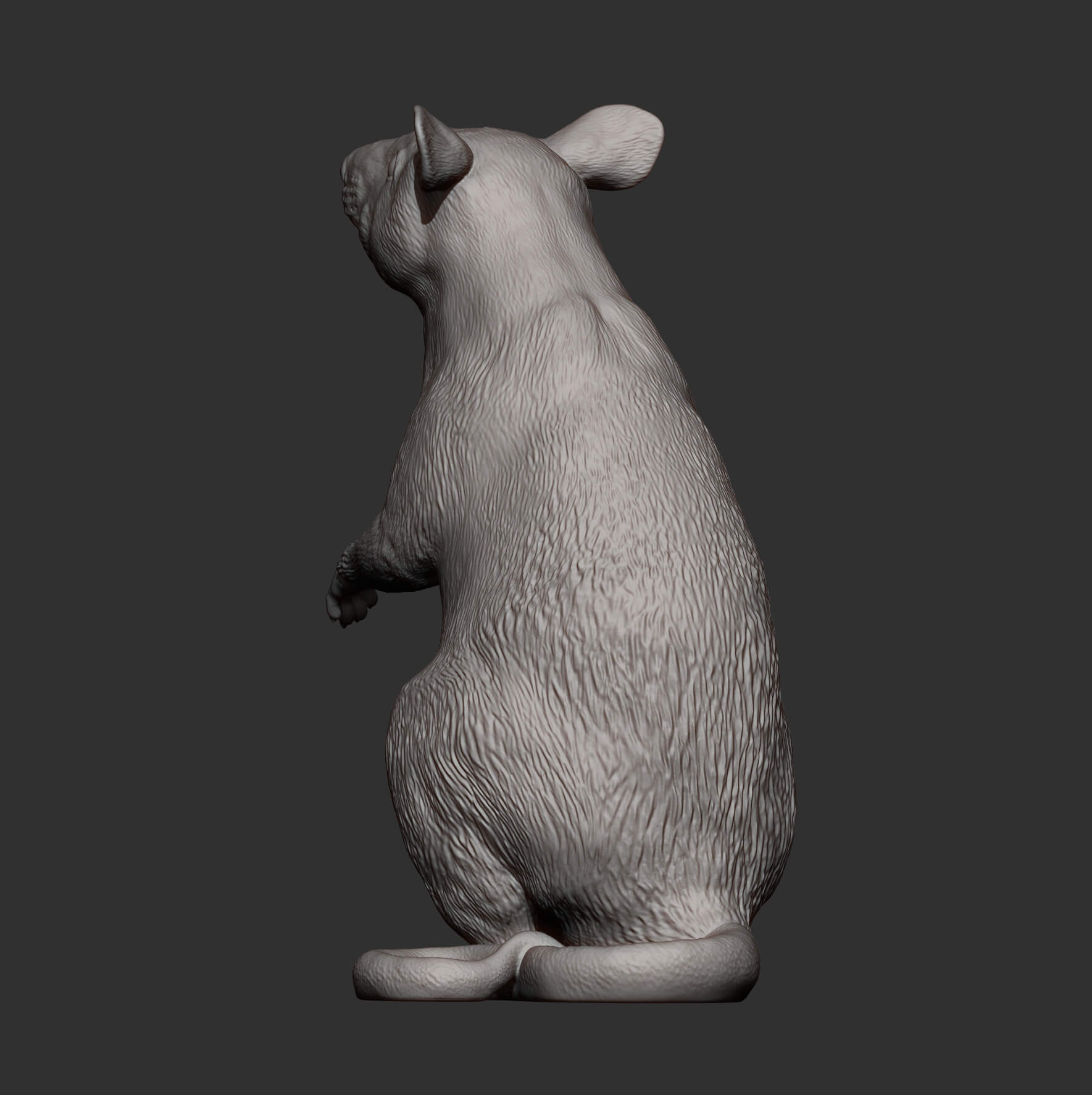 African Giant Pouched Rat 3D Print Model by Alexander3dart