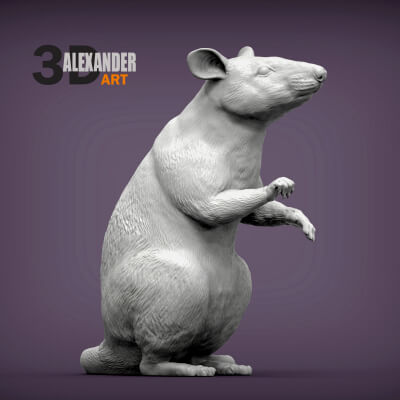African Giant Pouched Rat 3D Print Model by Alexander3dart