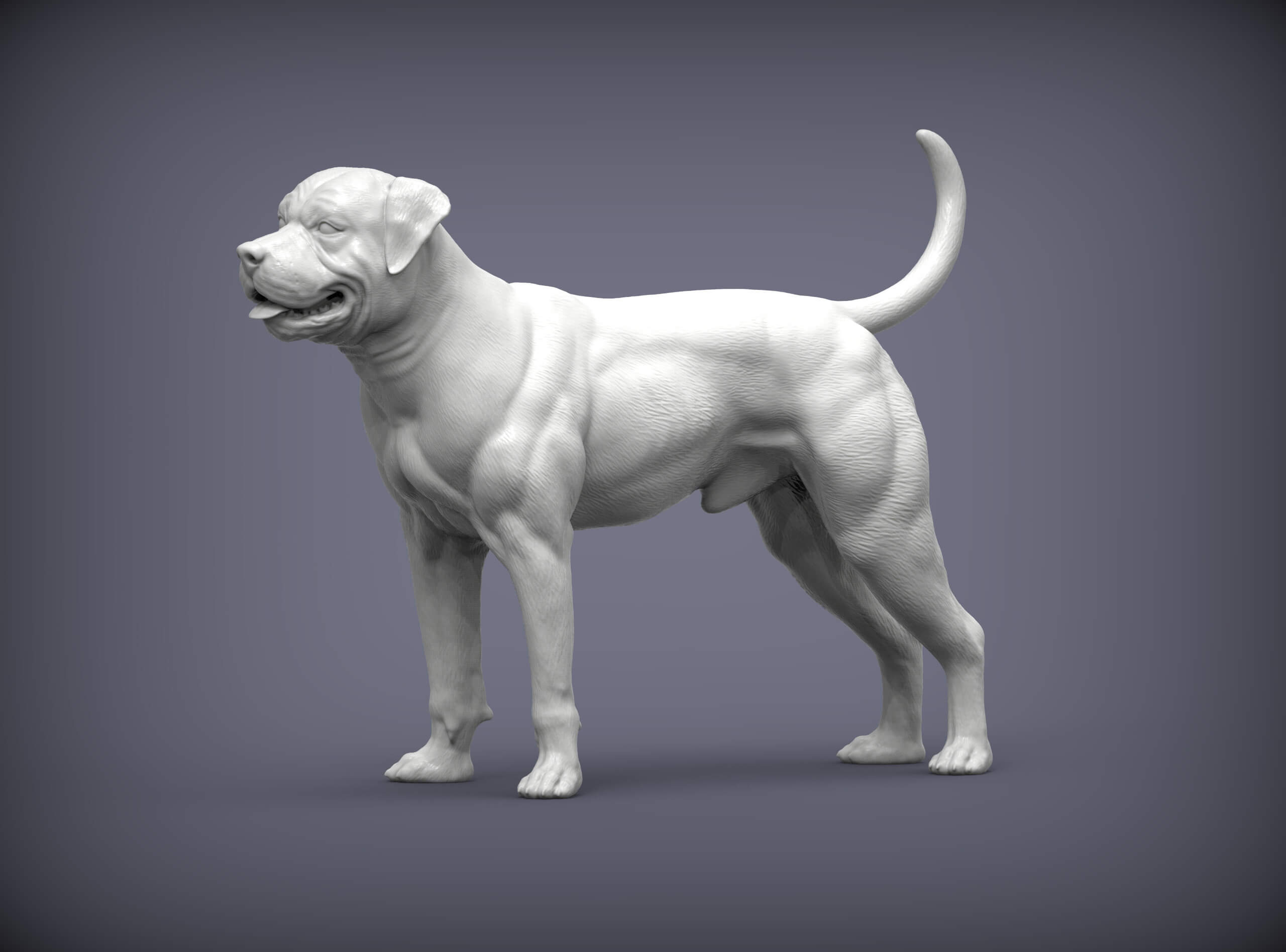 American Bulldog 3D Print Model by Alexander3dart