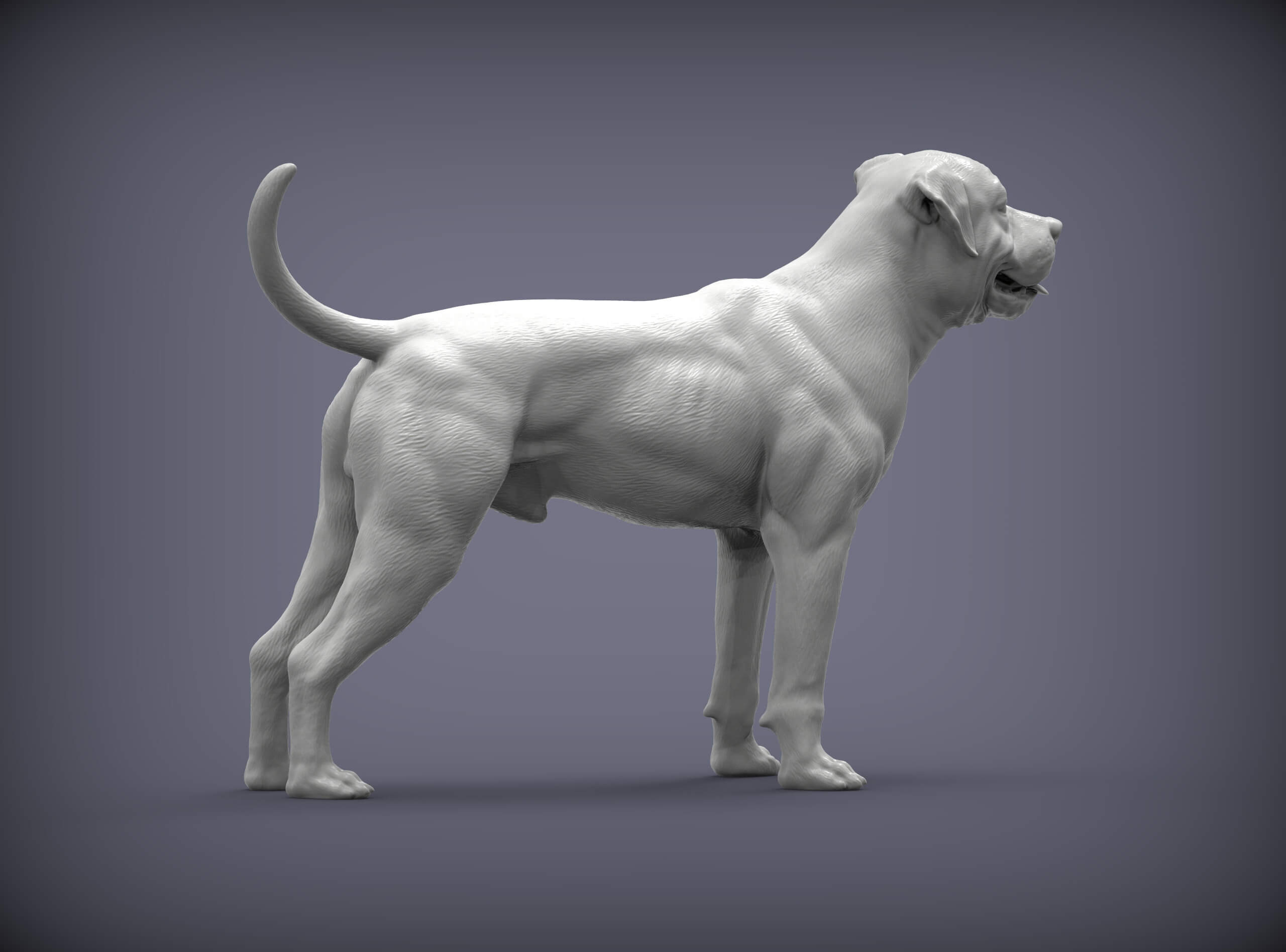 American Bulldog 3D Print Model by Alexander3dart