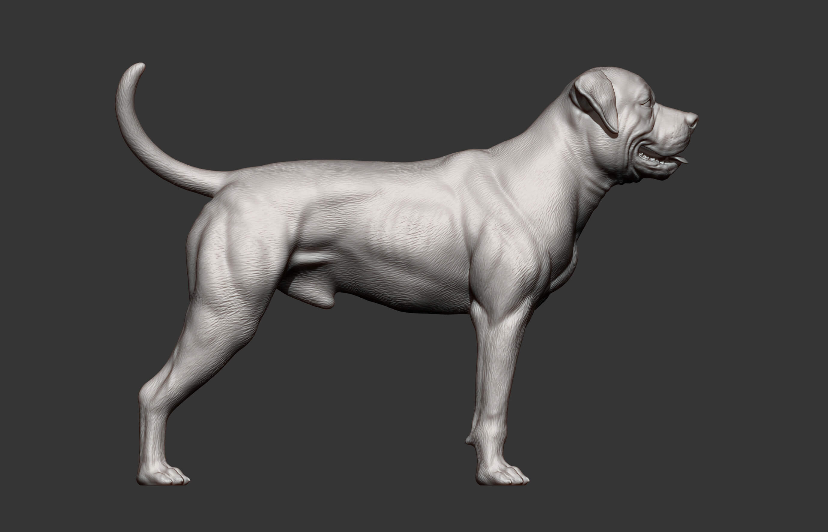American Bulldog 3D Print Model by Alexander3dart