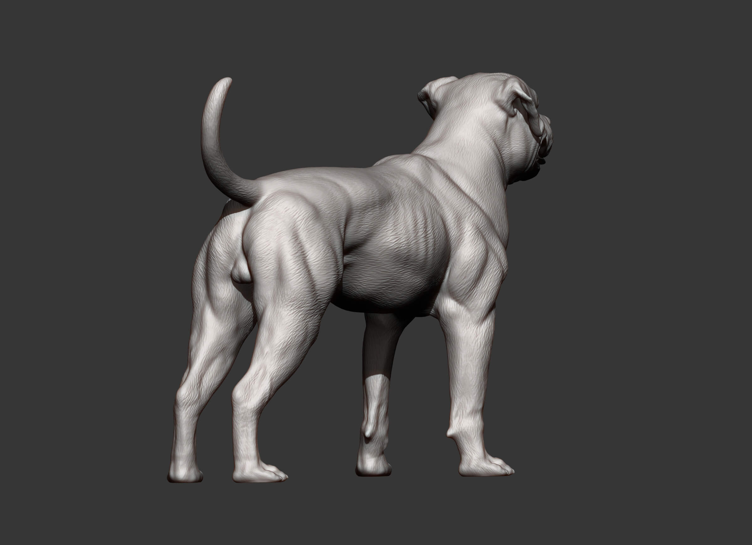 American Bulldog 3D Print Model by Alexander3dart