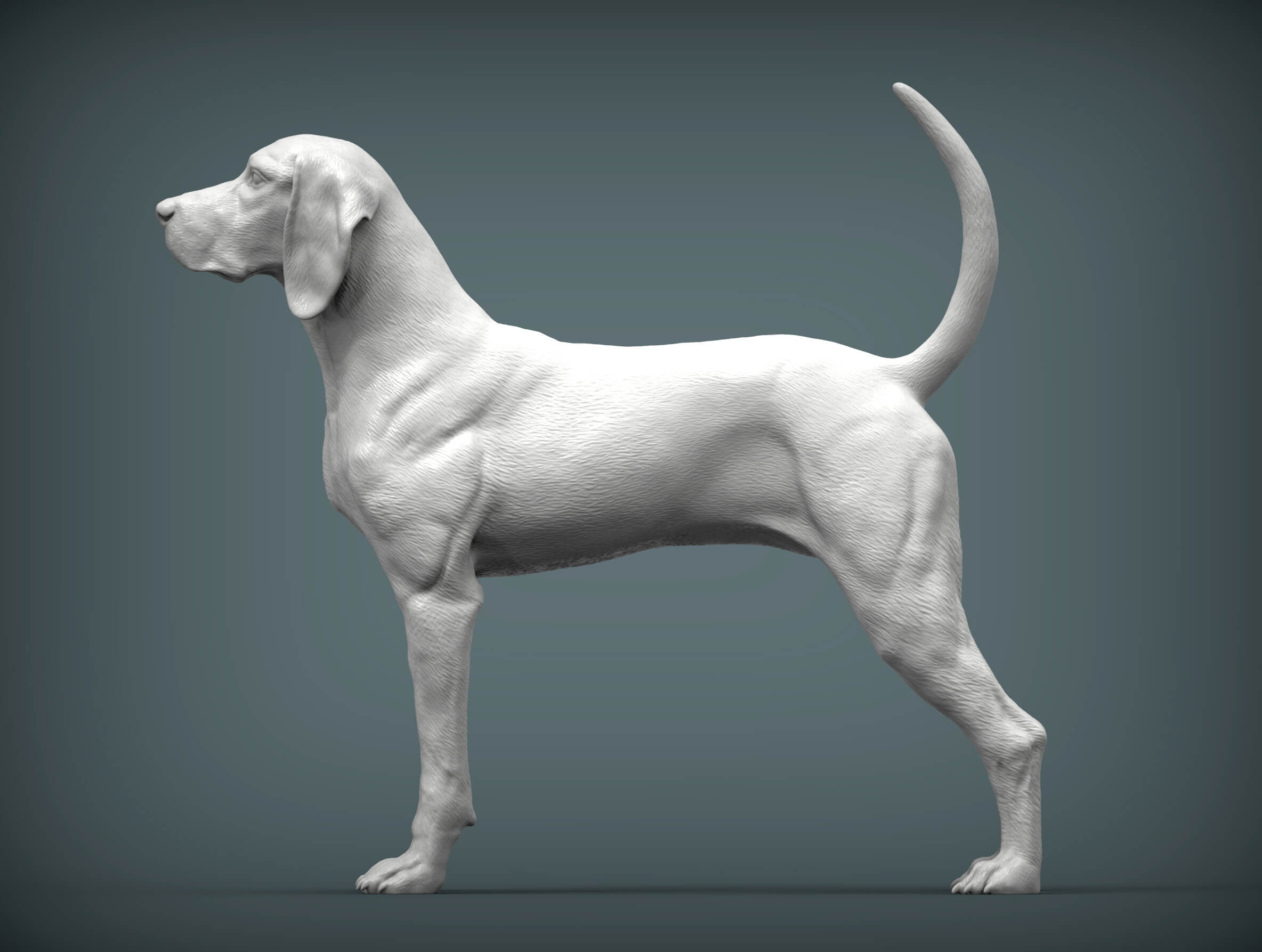American English Coonhound 3D Print Model by Alexander3dart