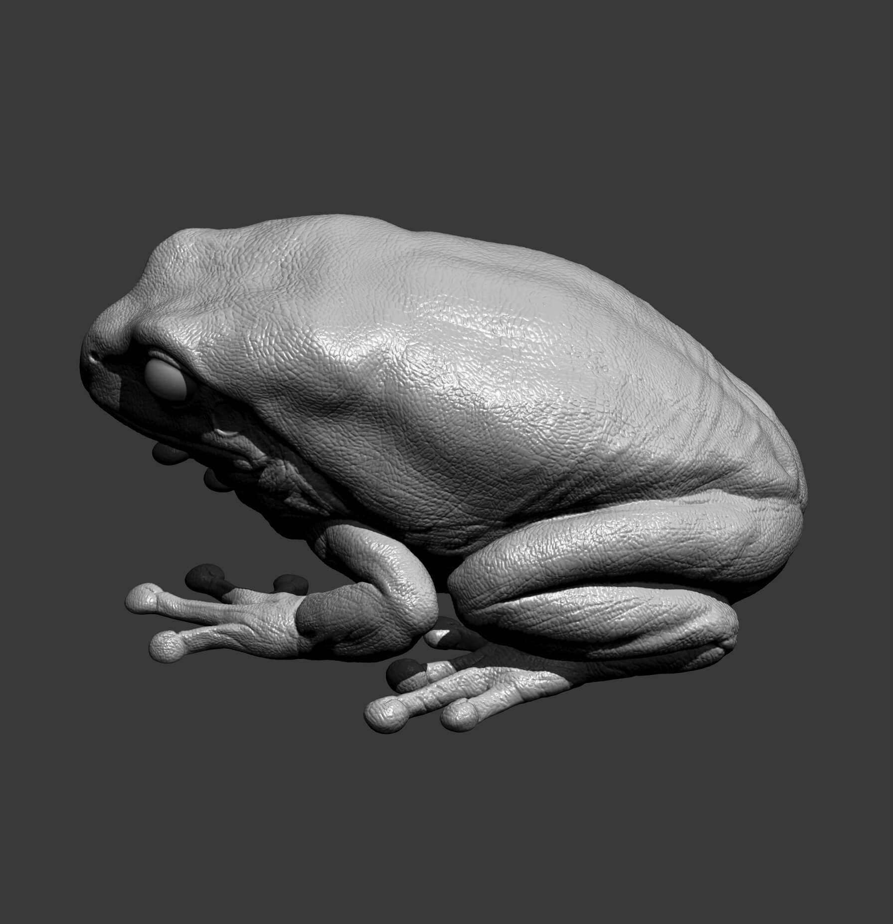 Australian Green Tree Frog - 3D Model by Alexander3dart