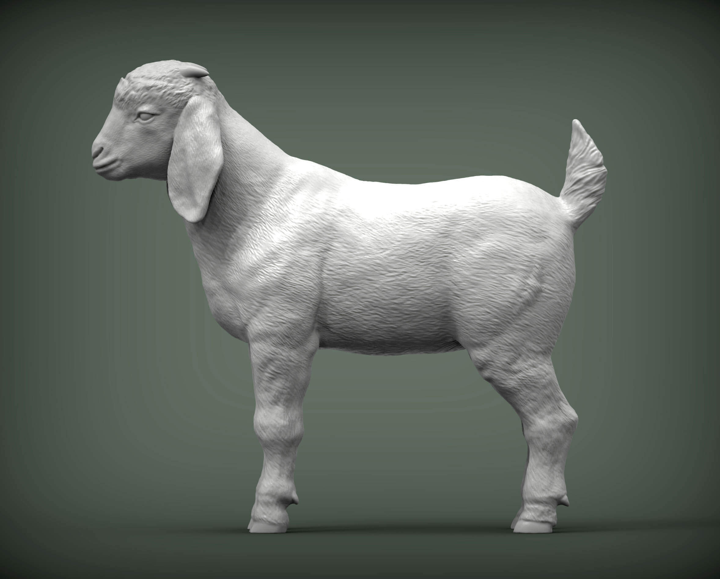 Baby Boer Goat 3D Print Model by Alexander3dart