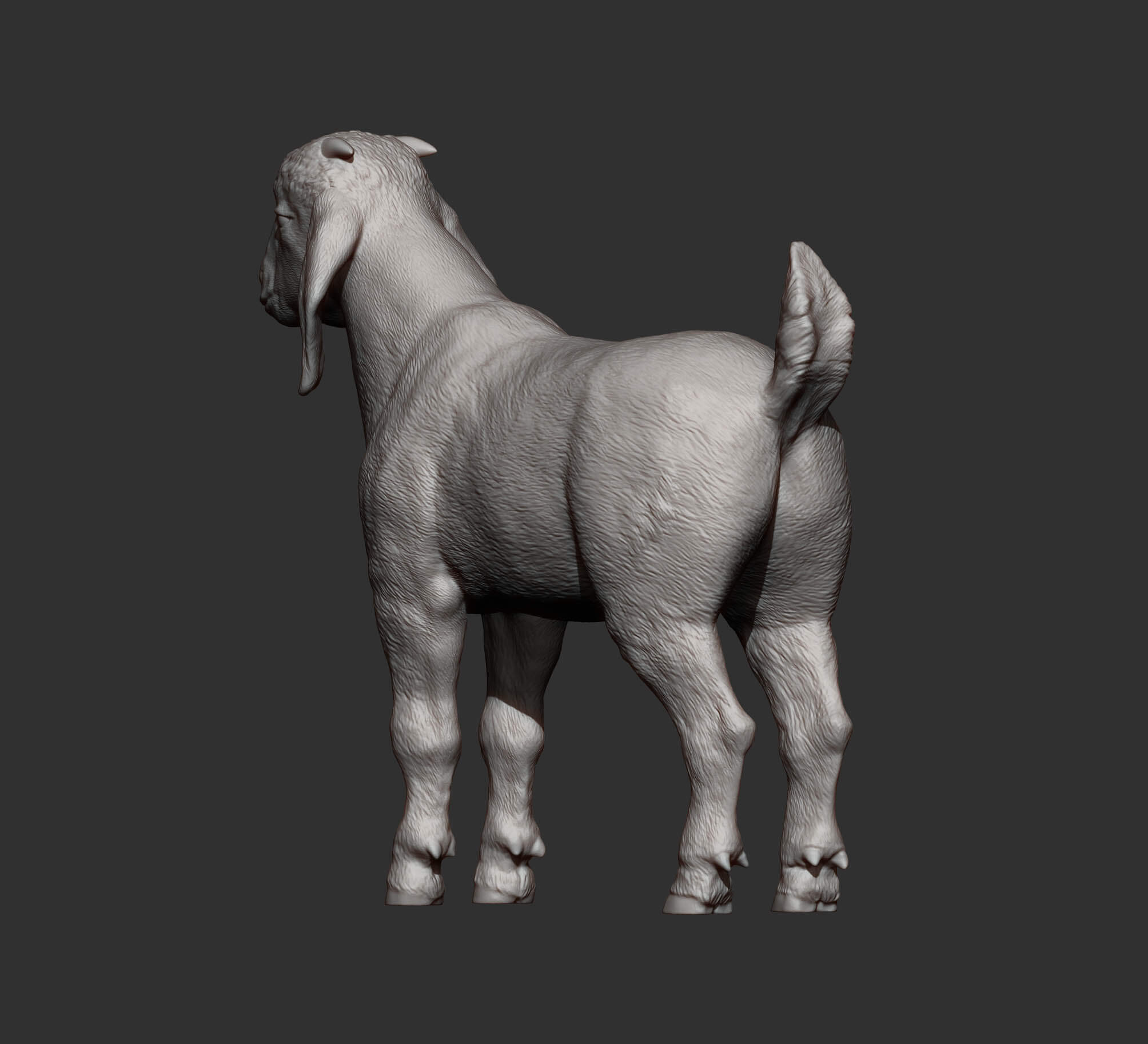 Baby Boer Goat 3D Print Model by Alexander3dart