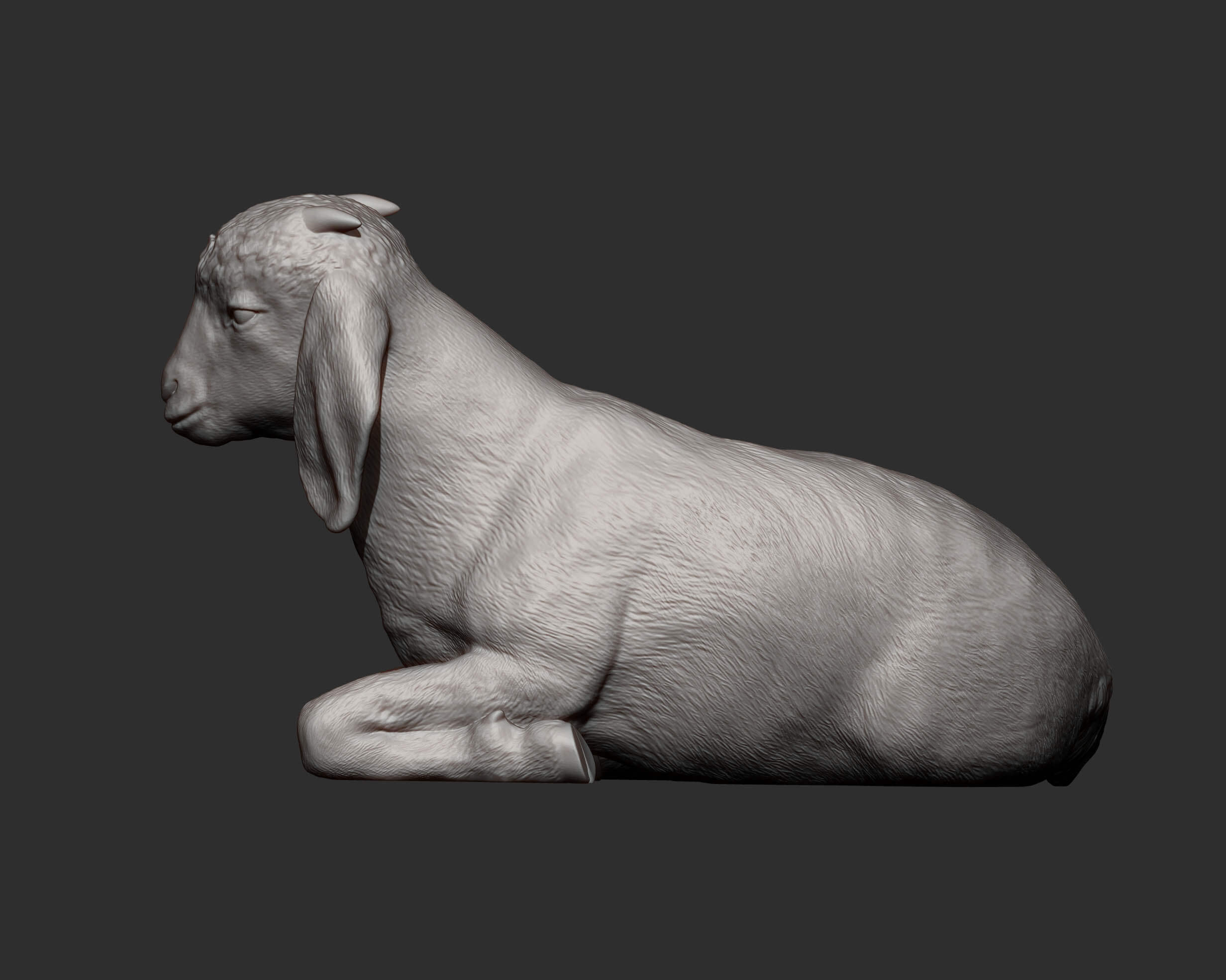 Baby Boer Goat Lying Down 3D Print Model by Alexander3dart