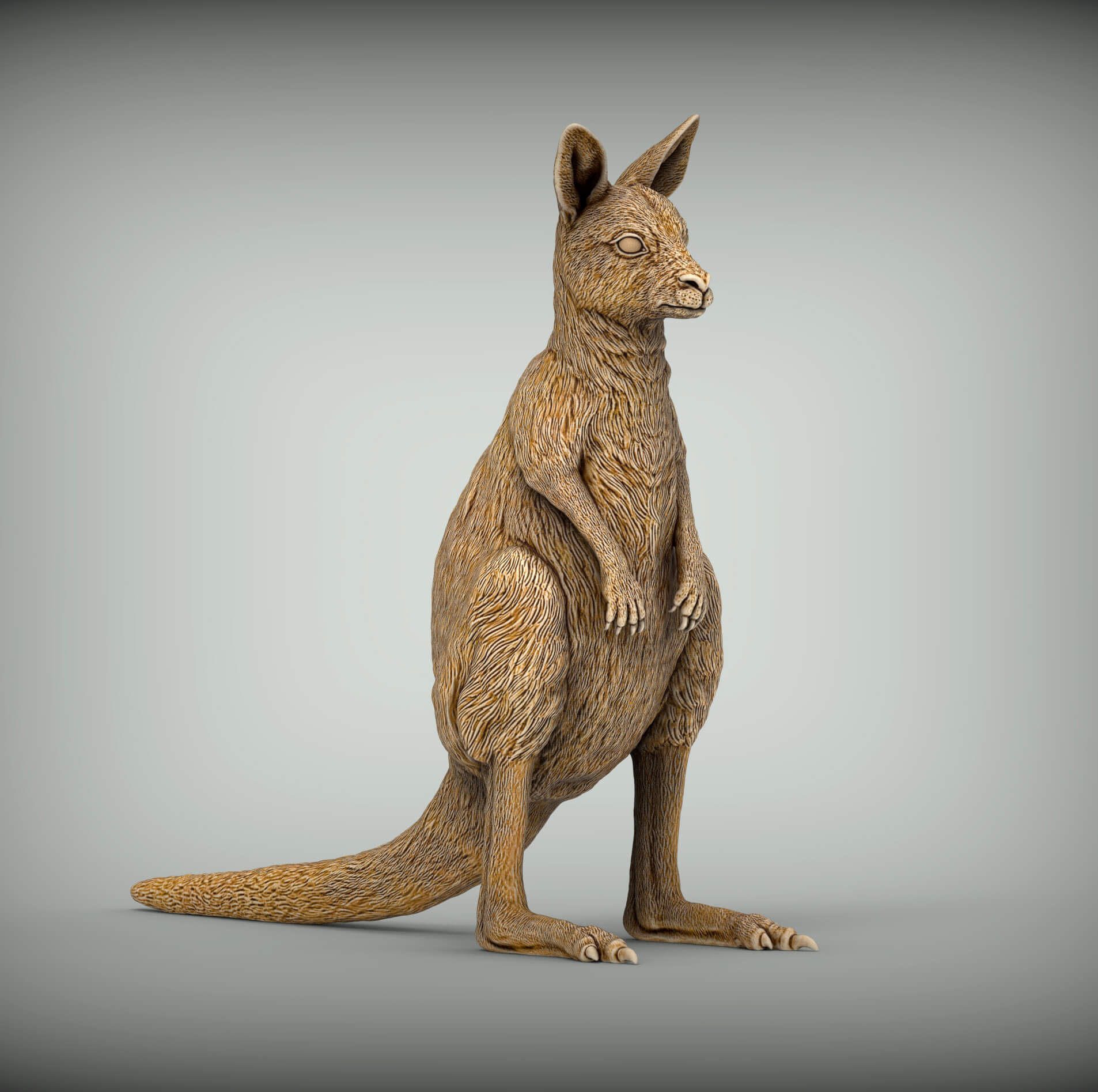 Baby Kangaroo - 3D Model by Alexander3dart