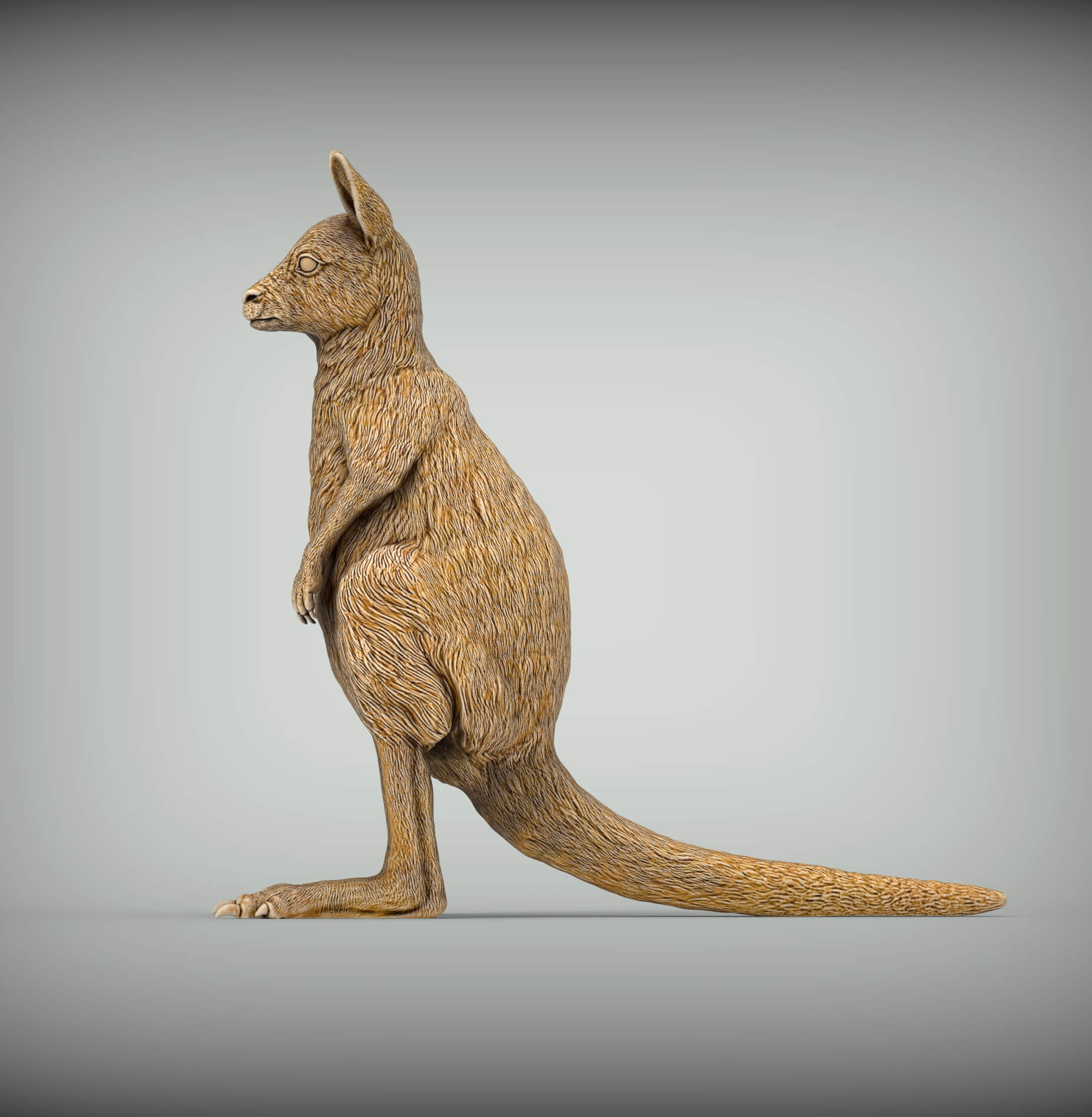 Baby Kangaroo - 3D Model by Alexander3dart