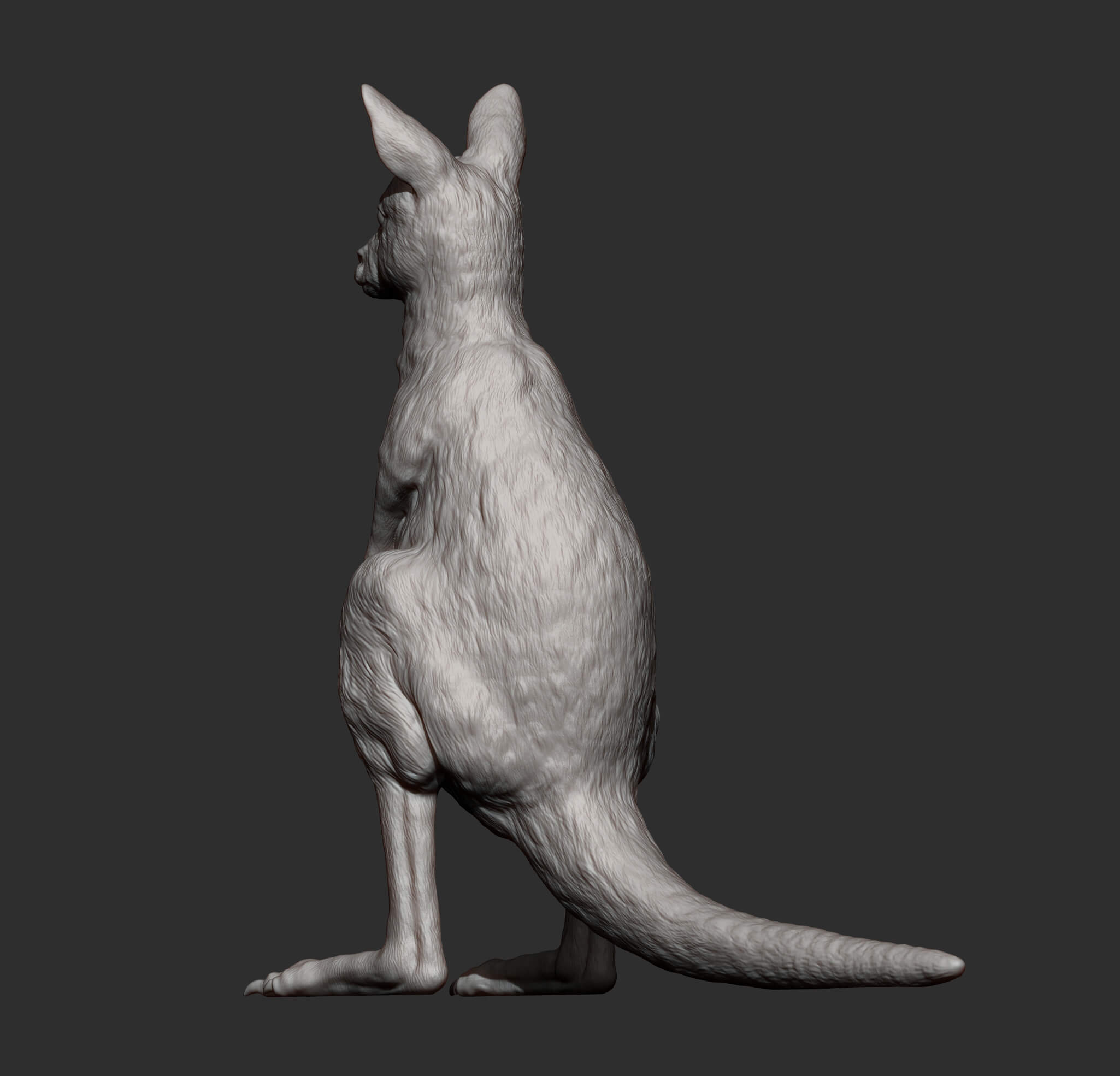 Baby Kangaroo - 3D Model by Alexander3dart