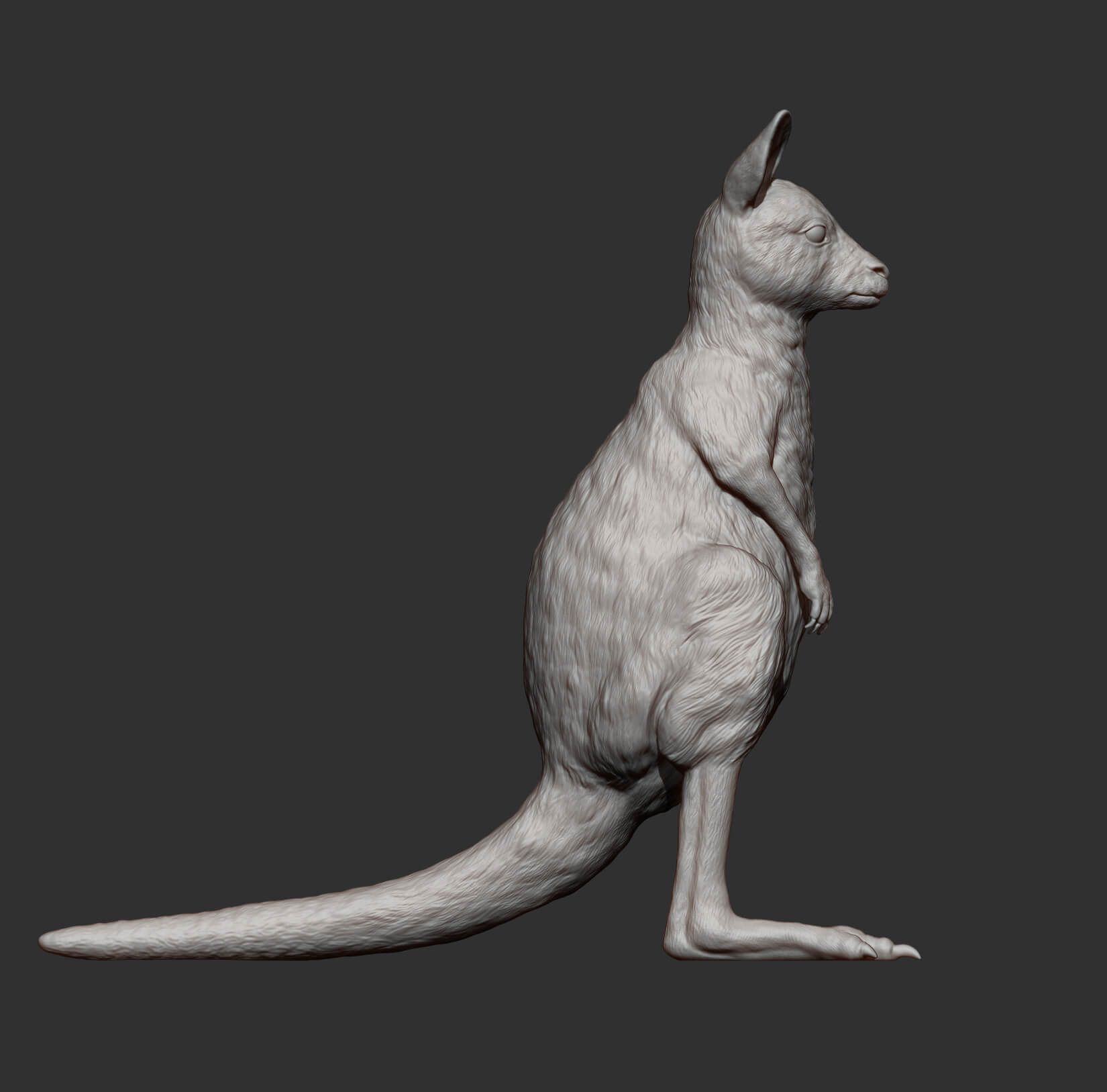 Baby Kangaroo - 3D Model by Alexander3dart