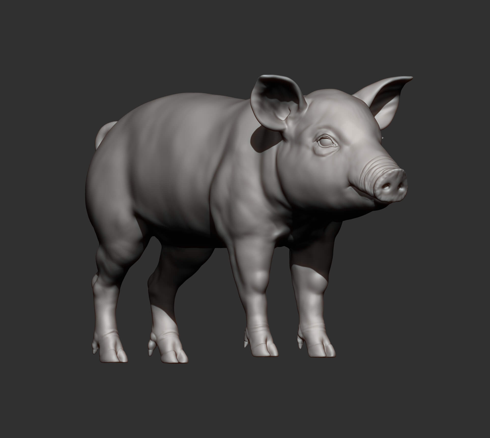 Baby Pig Stands - 3D Model by Alexander3dart