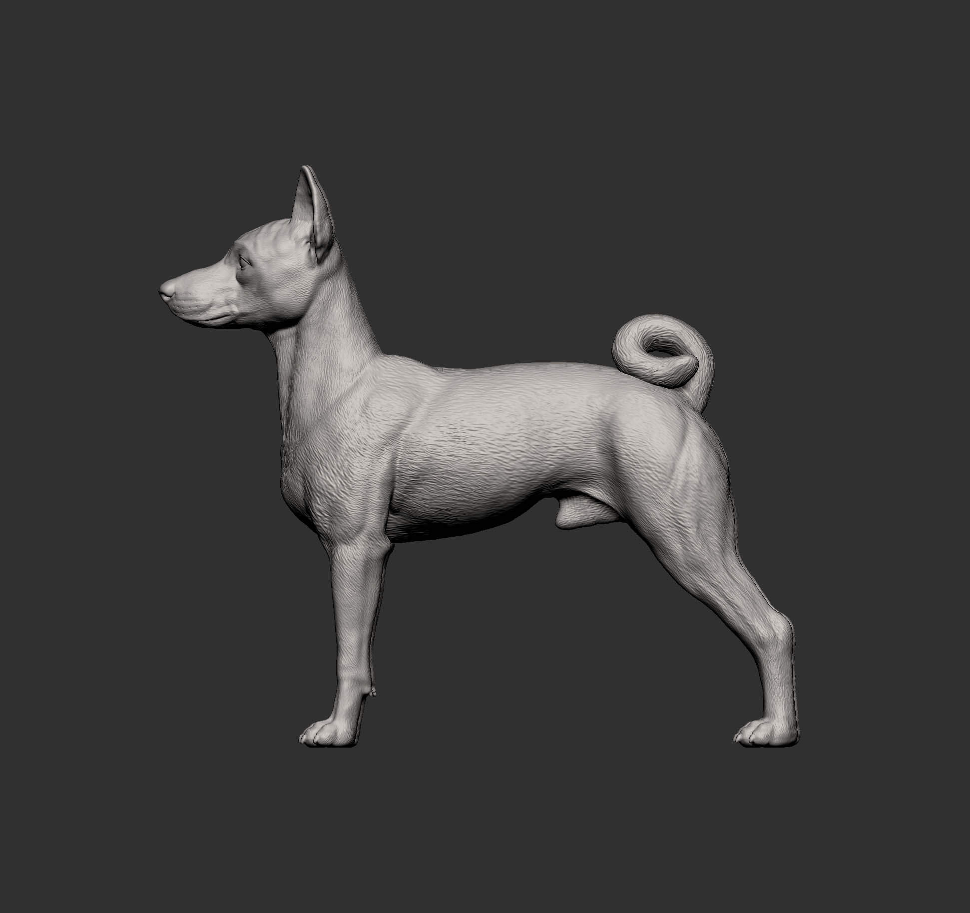 Basenji 3D Print Model by Alexander3dart