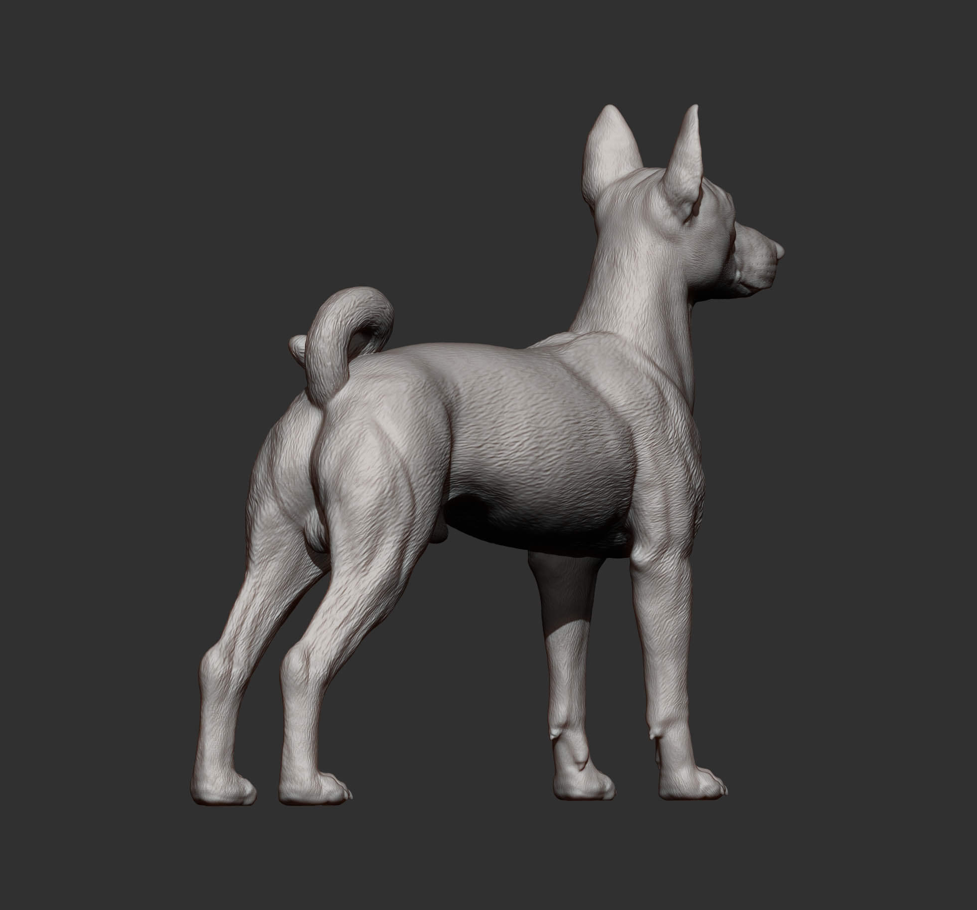Basenji 3D Print Model by Alexander3dart