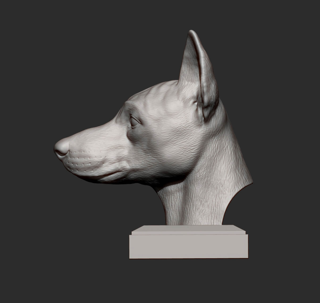 Basenji Bust 3D Print Model by Alexander3dart