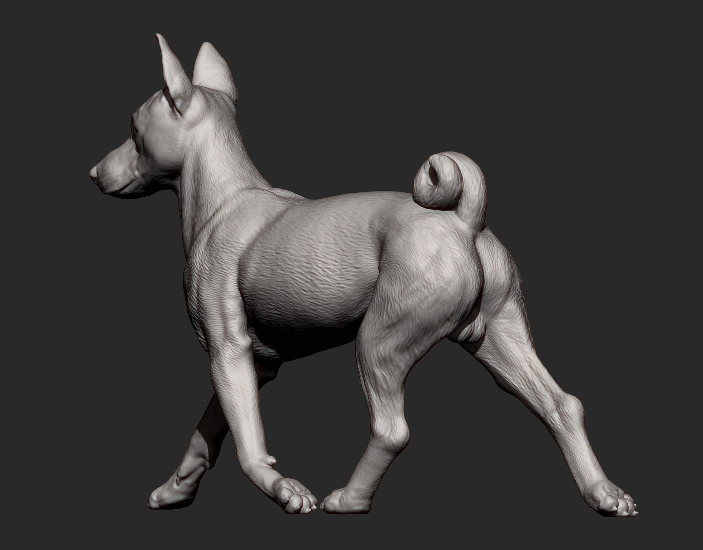Basenji Runs 3D Print Model by Alexander3dart
