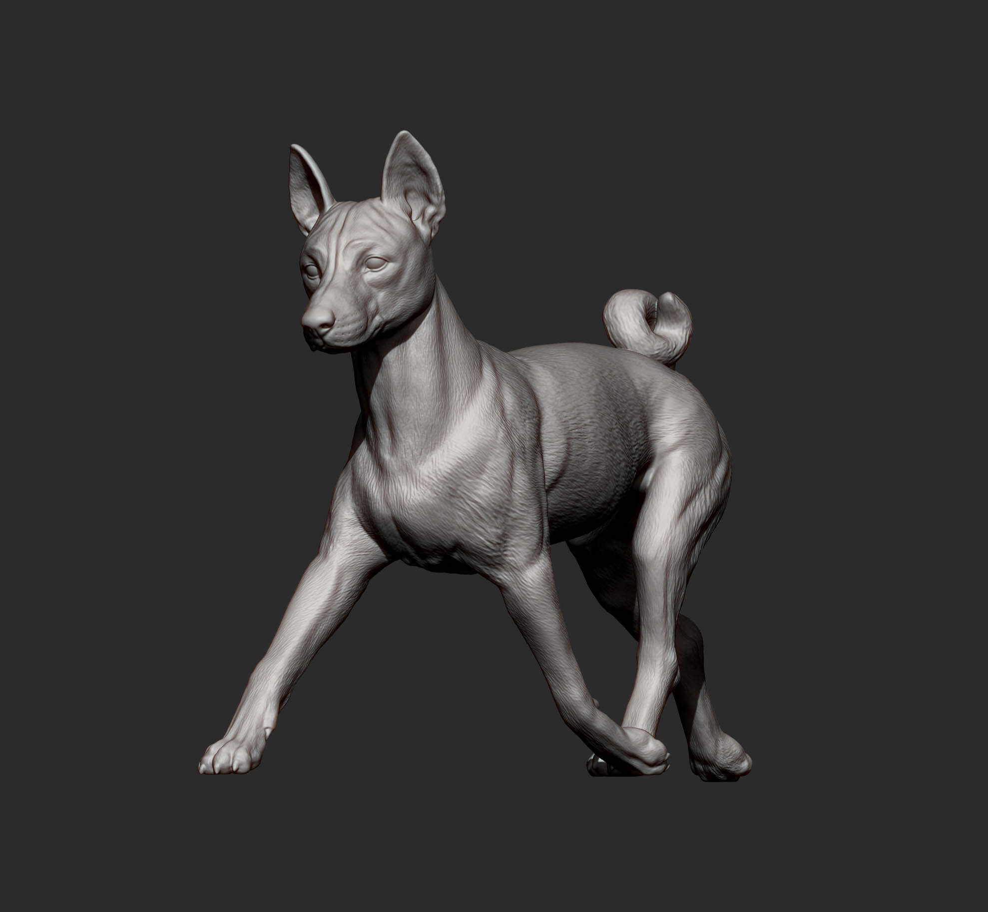 Basenji Runs 3D Print Model by Alexander3dart