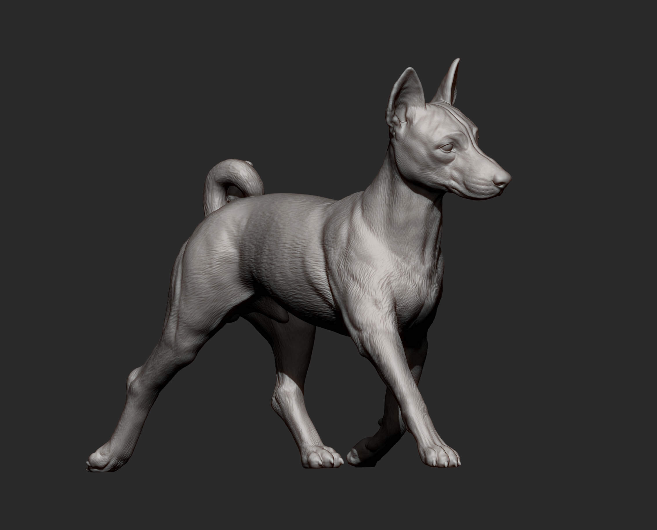 Basenji Runs 3D Print Model by Alexander3dart