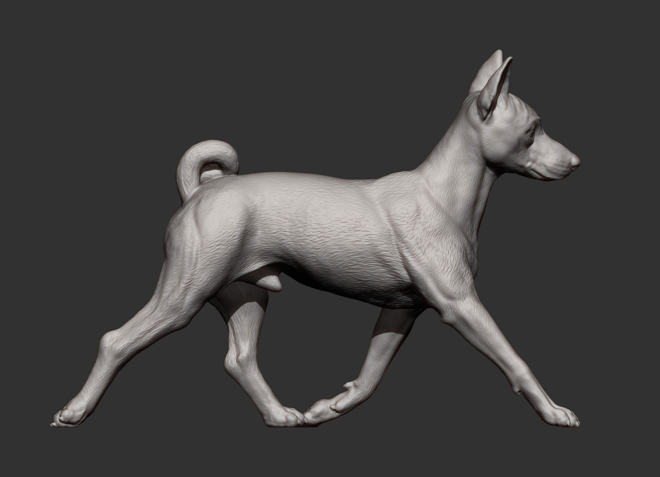 Basenji Runs 3D Print Model by Alexander3dart