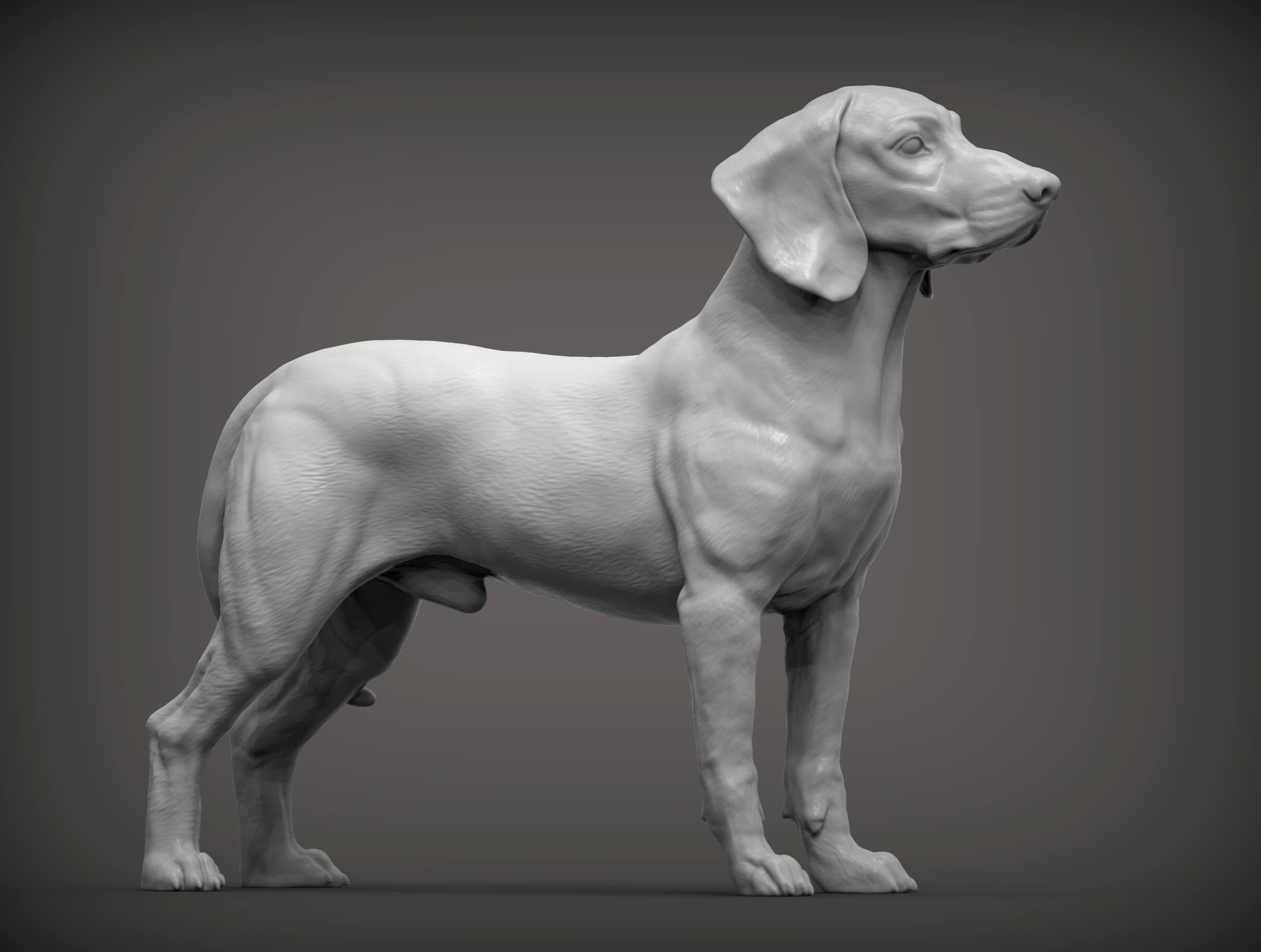 Bavarian Mountain Bloodhound 3D Print Model by Alexander3dart