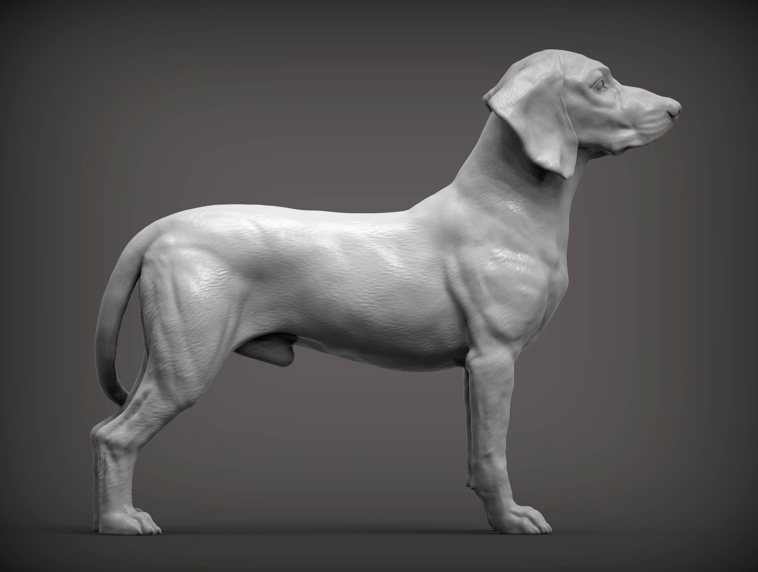 Bavarian Mountain Bloodhound 3D Print Model by Alexander3dart