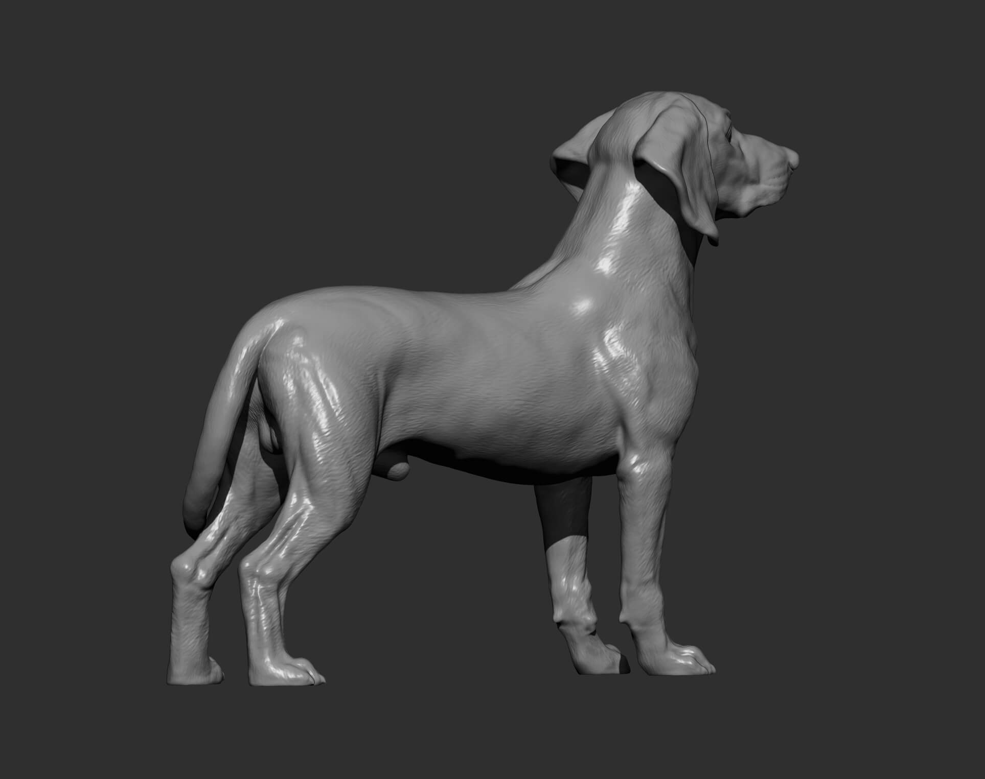 Bavarian Mountain Bloodhound 3D Print Model by Alexander3dart