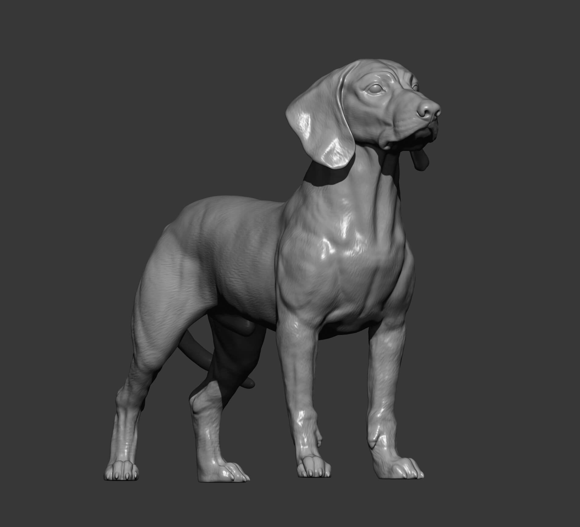 Bavarian Mountain Bloodhound 3D Print Model by Alexander3dart