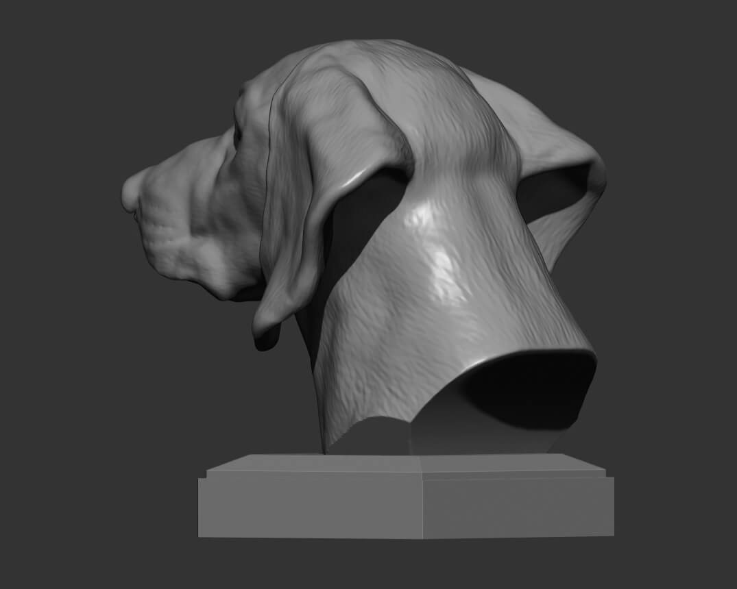 Bavarian Mountain Bloodhound Bust 3D Print Model by Alexander3dart