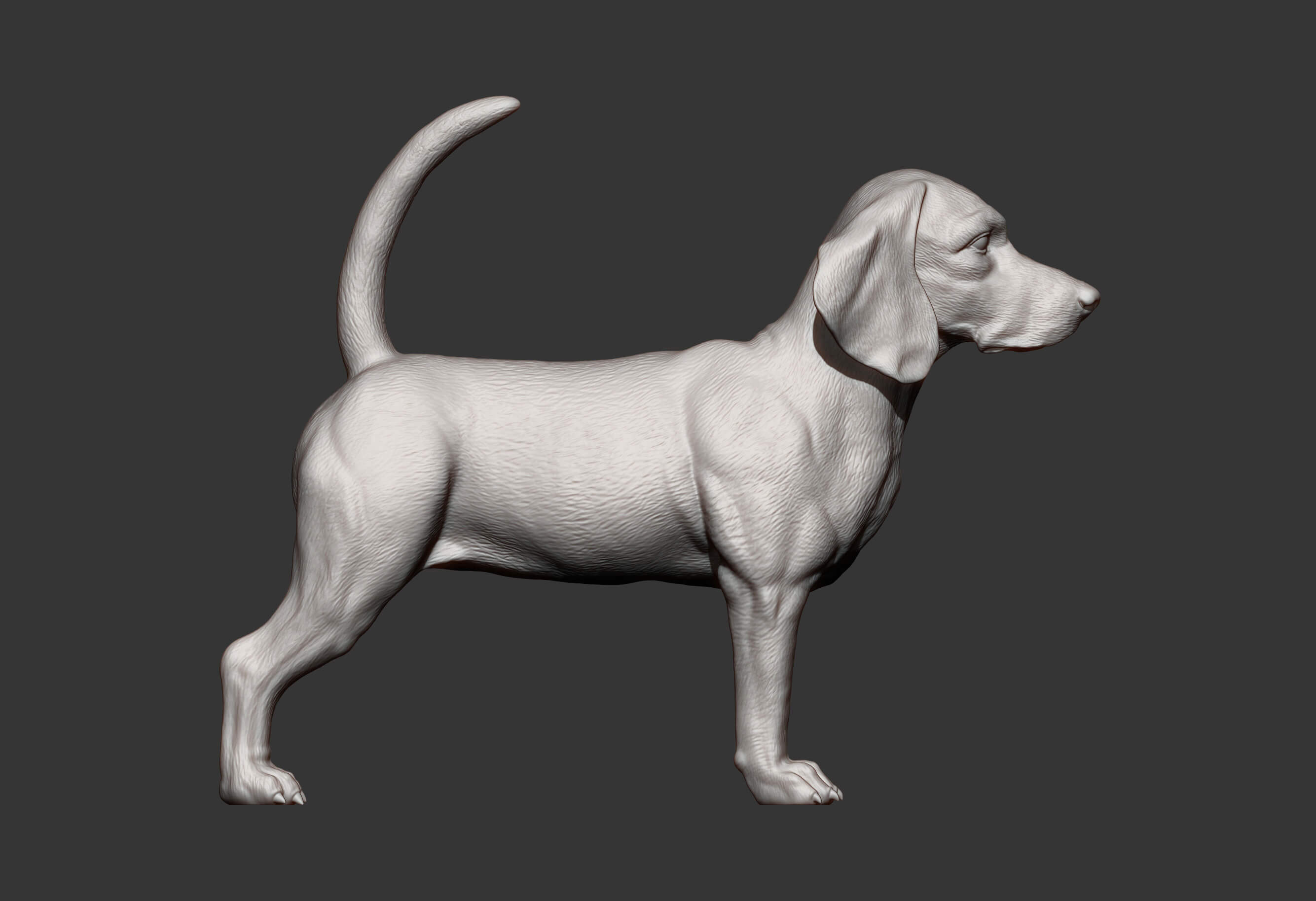 Beagle Dog 3D Print Model by Alexander3dart