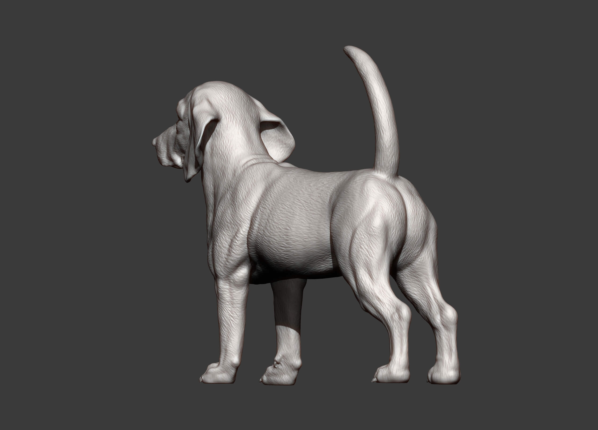 Beagle Dog 3D Print Model by Alexander3dart