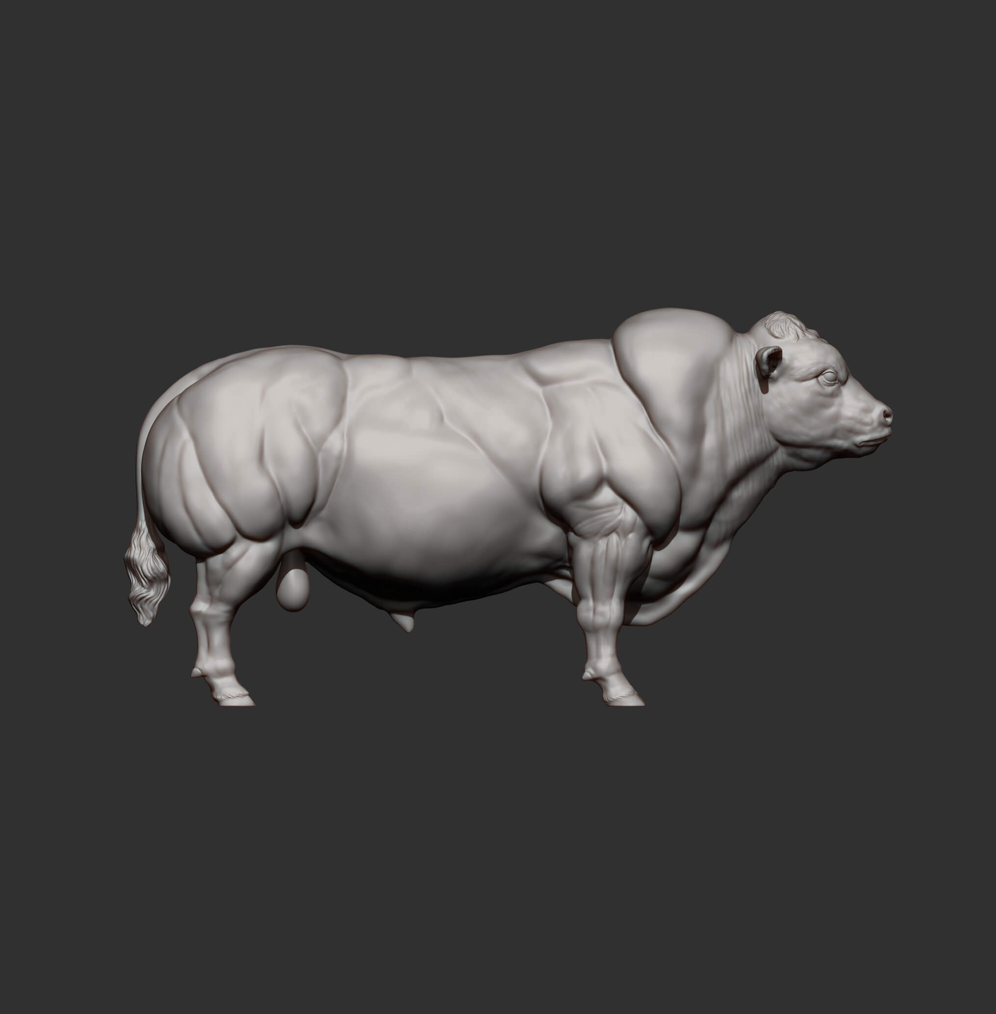 Belgian Blue Bull - 3D Model by Alexander3dart