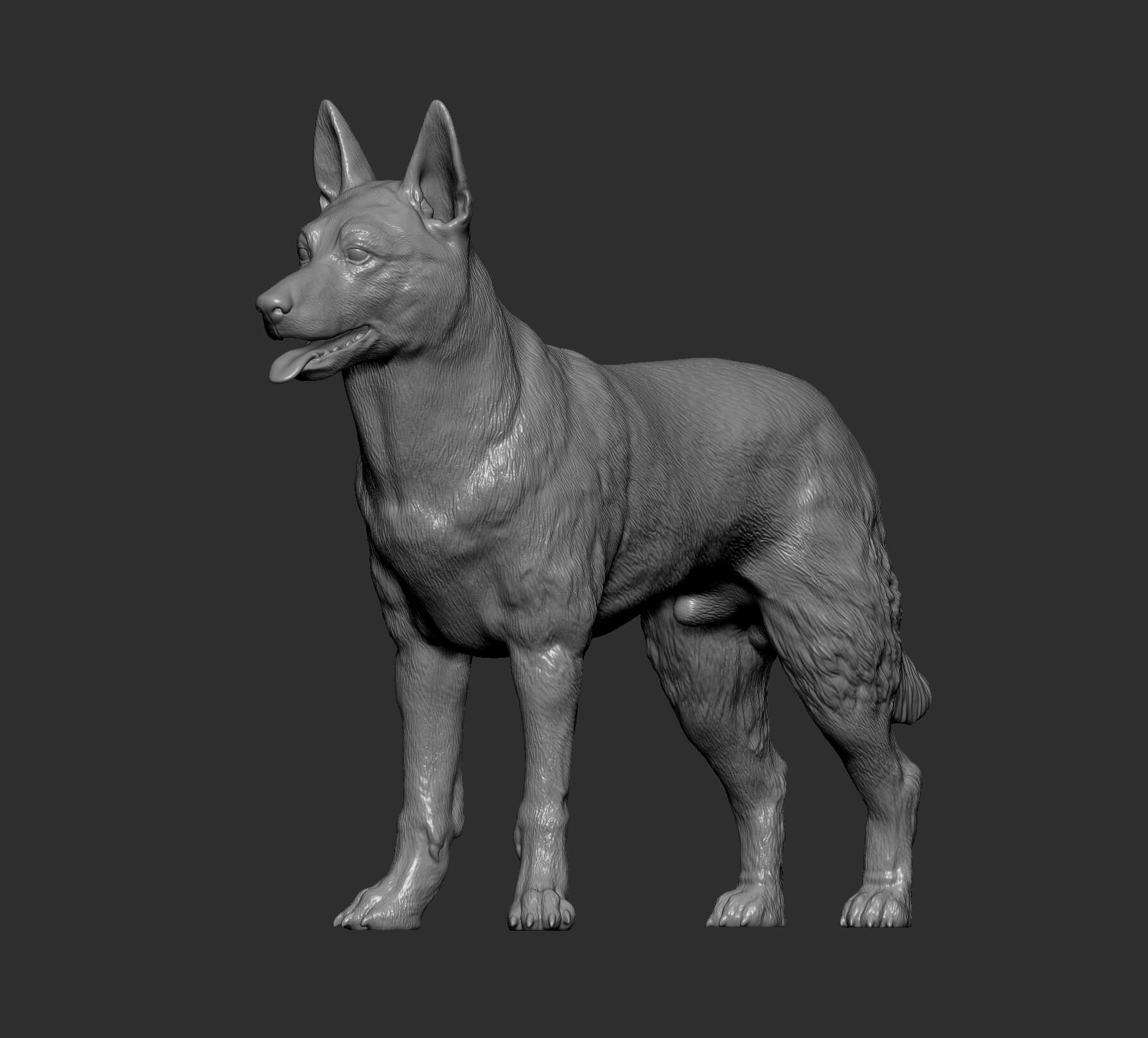 Belgian Malinois 3D Print Model by Alexander3dart