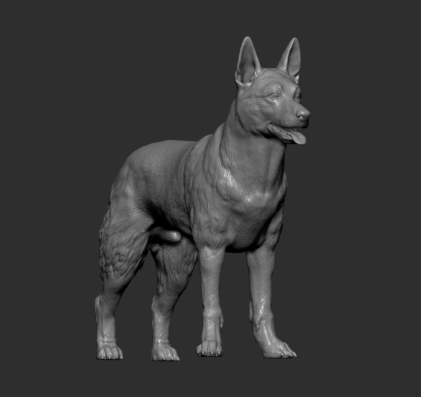 Belgian Malinois 3D Print Model by Alexander3dart