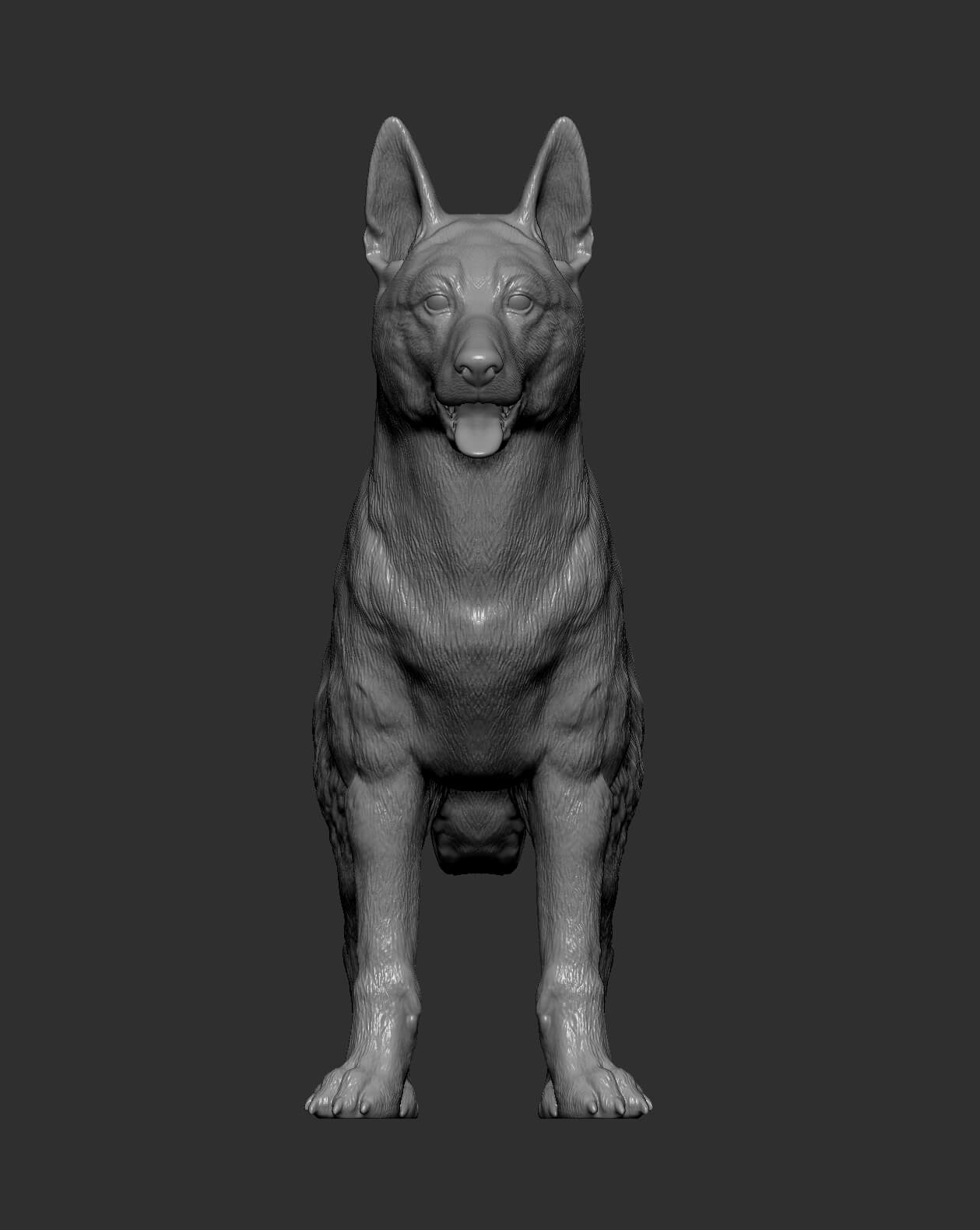 Belgian Malinois 3D Print Model by Alexander3dart