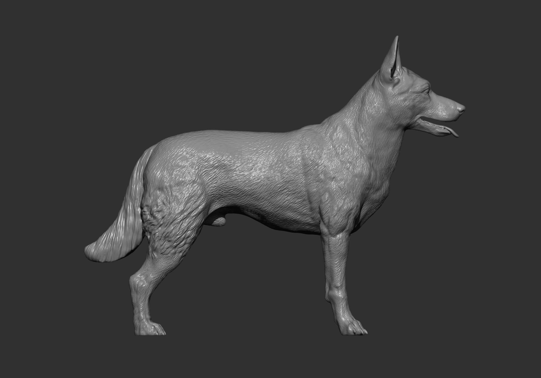 Belgian Malinois 3D Print Model by Alexander3dart