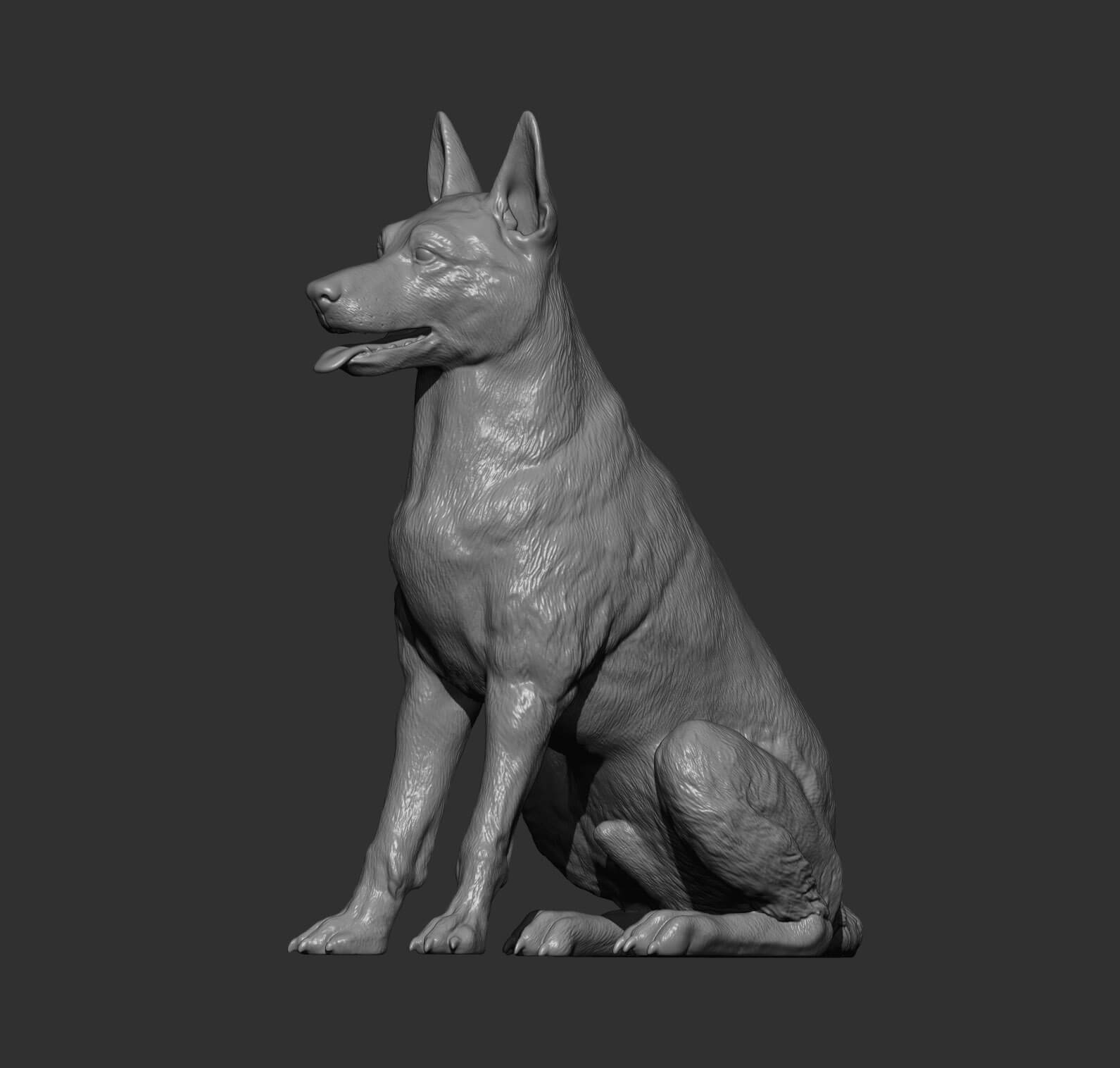Belgian Malinois Sitting 3D Print Model by Alexander3dart