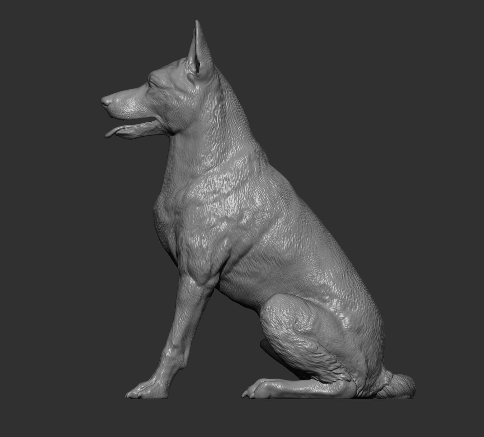 Belgian Malinois Sitting 3D Print Model by Alexander3dart