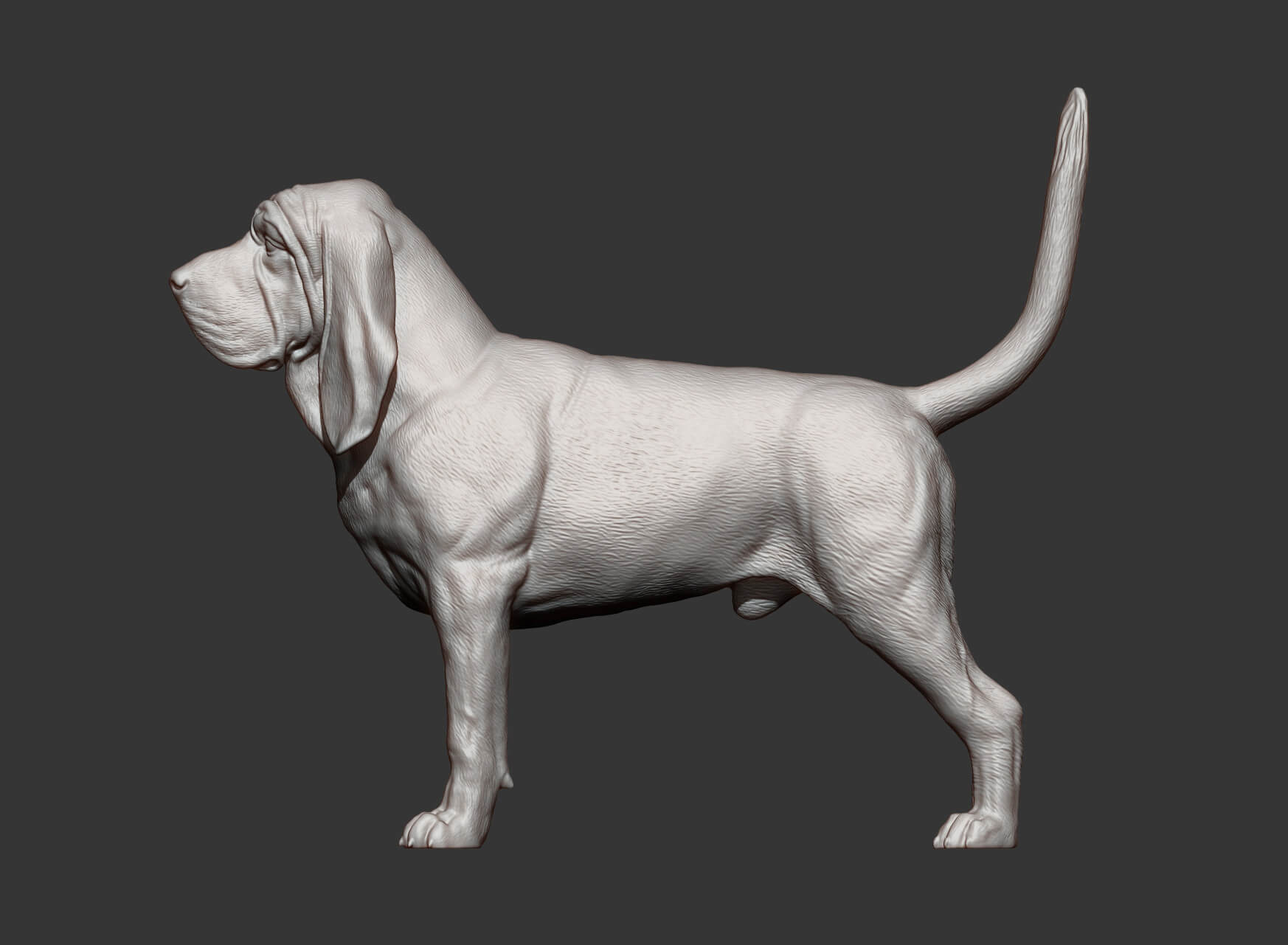 Bloodhound Basset Hound 3D Print Model by Alexander3dart