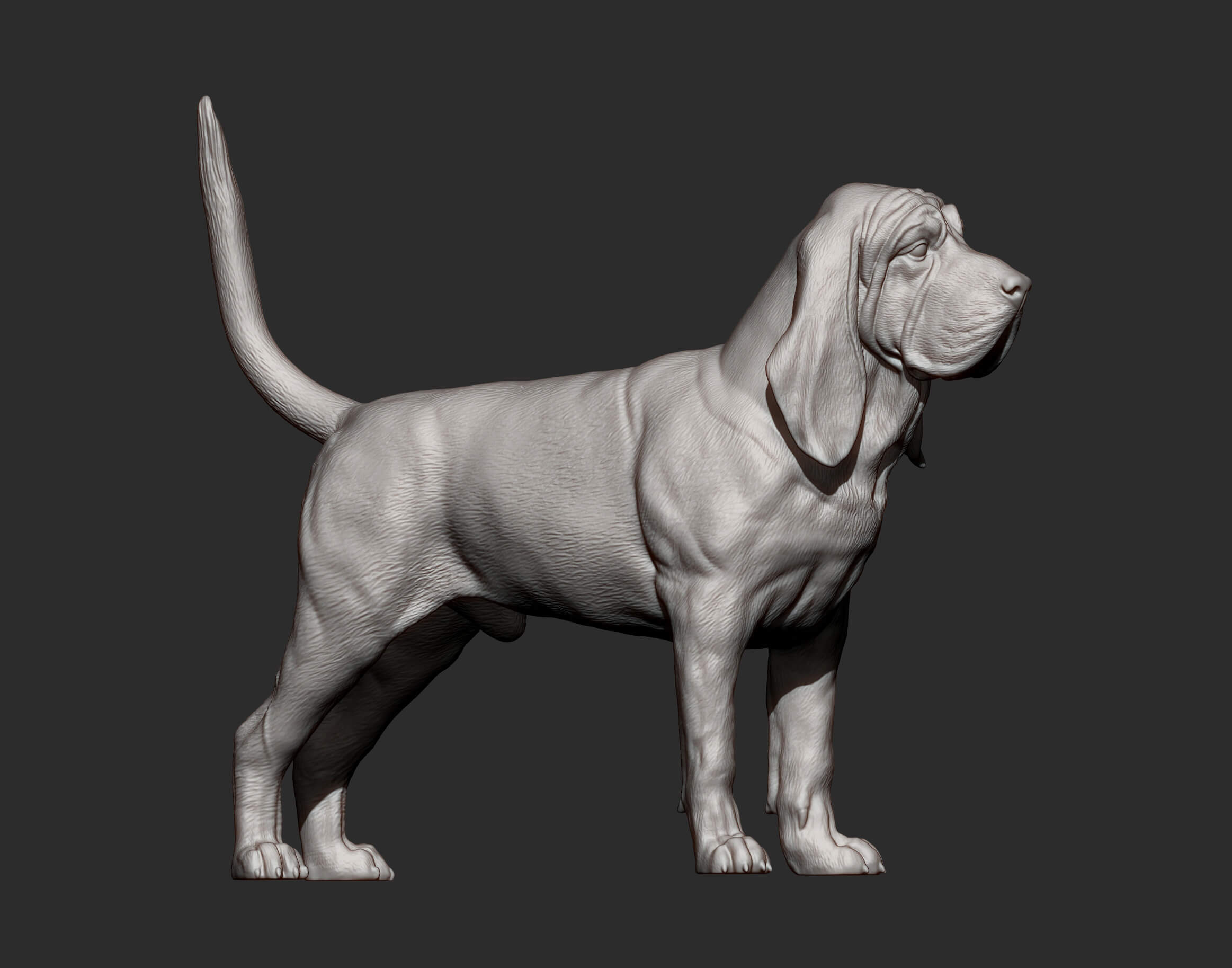 Bloodhound Basset Hound 3D Print Model by Alexander3dart